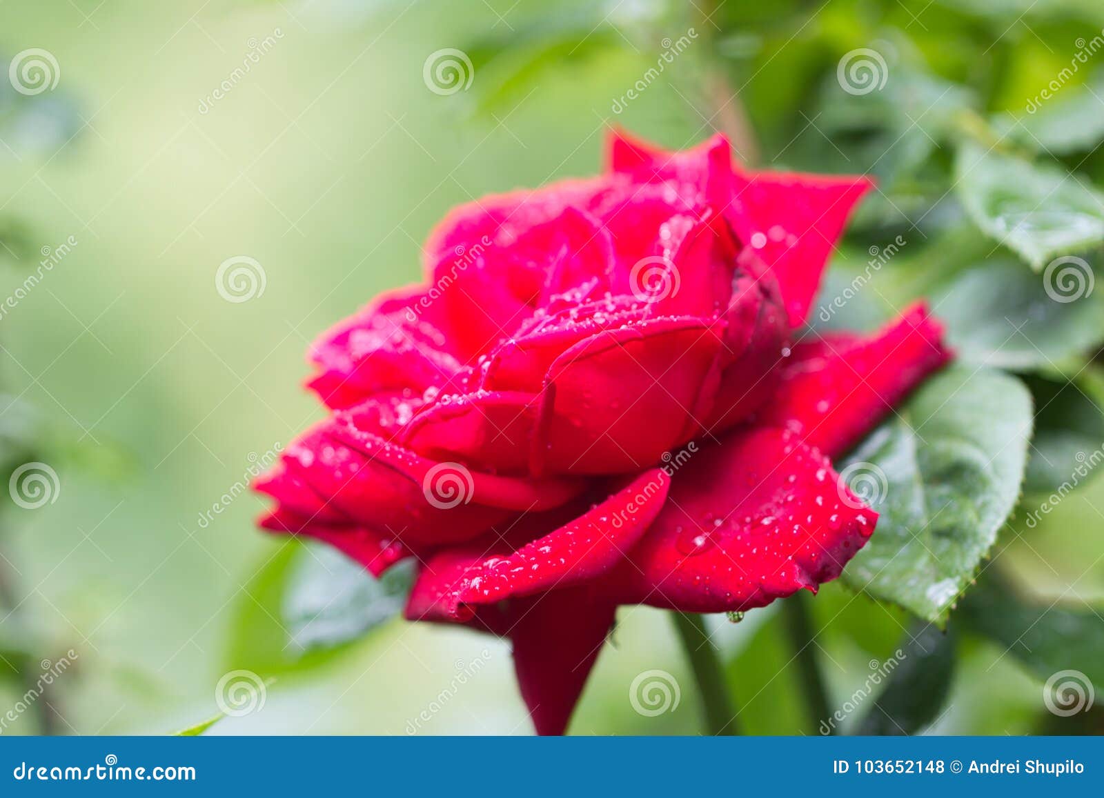 Beautiful Red Rose in Nature Stock Photo - Image of detail, decoration ...