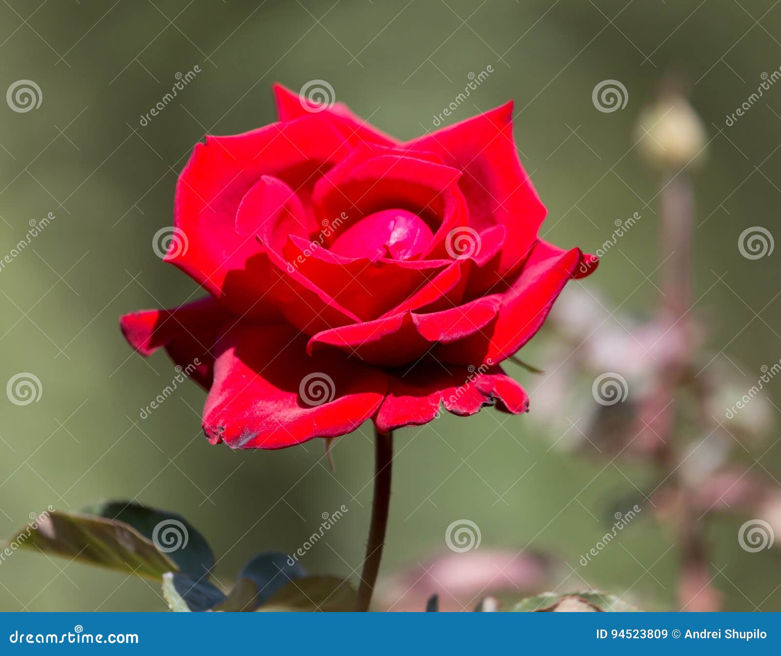 Beautiful Red Rose in Nature Stock Image - Image of petal, heads: 94523809