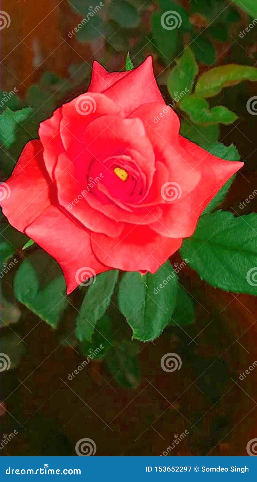 A Beautiful Red Rose in Night Moon Stock Image - Image of state ...