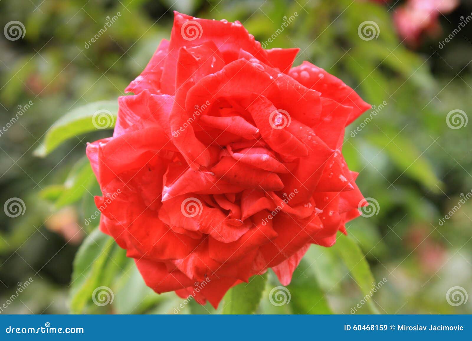 Beautiful Red Rose in the Park Stock Image - Image of decoration, bloom ...