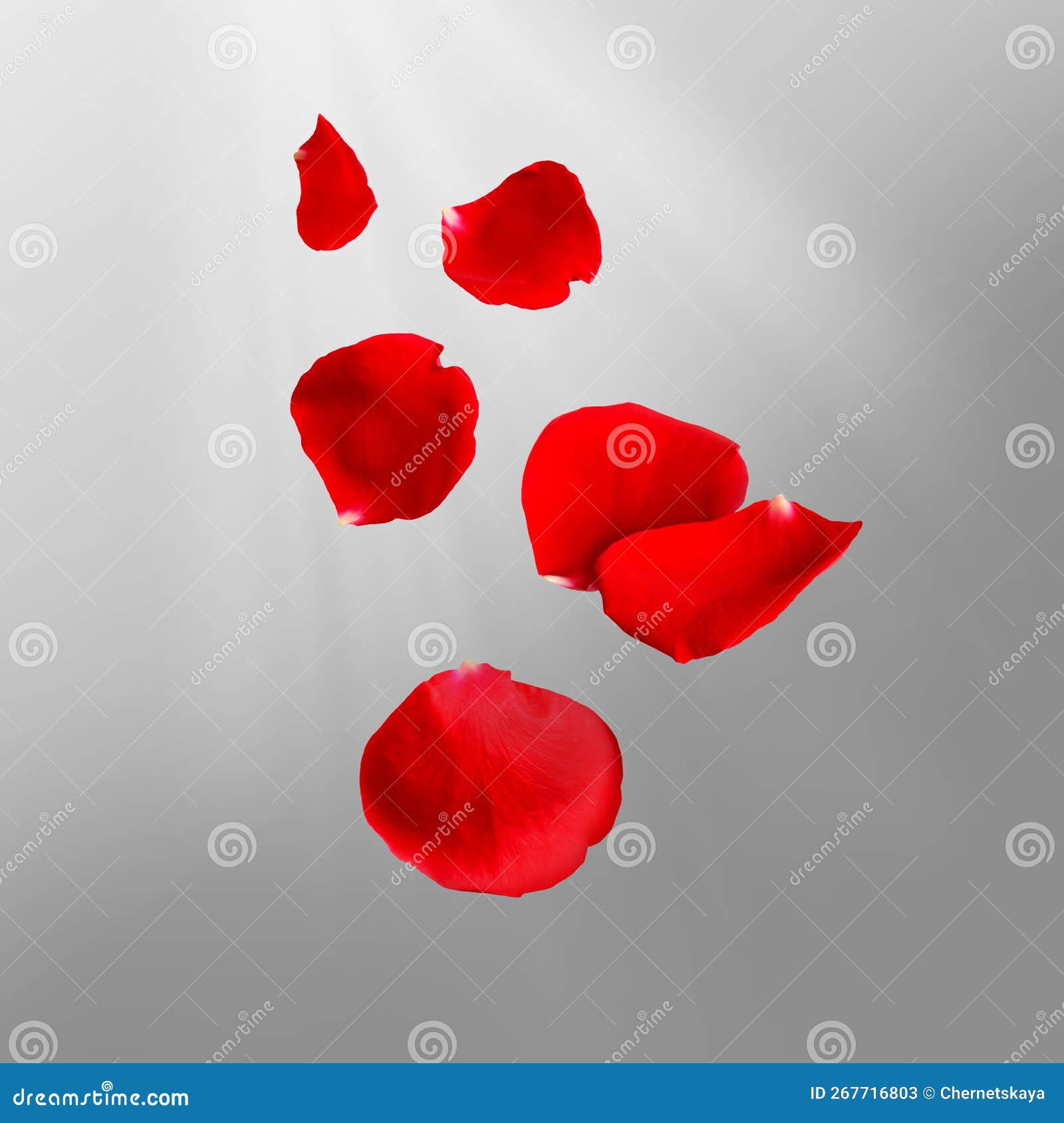 Beautiful Red Rose Petals Falling on Light Grey Background Stock Image ...