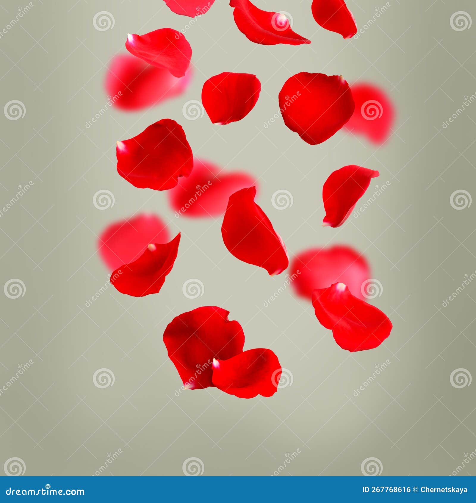 Beautiful Red Rose Petals Falling on Light Grey Background Stock Photo ...
