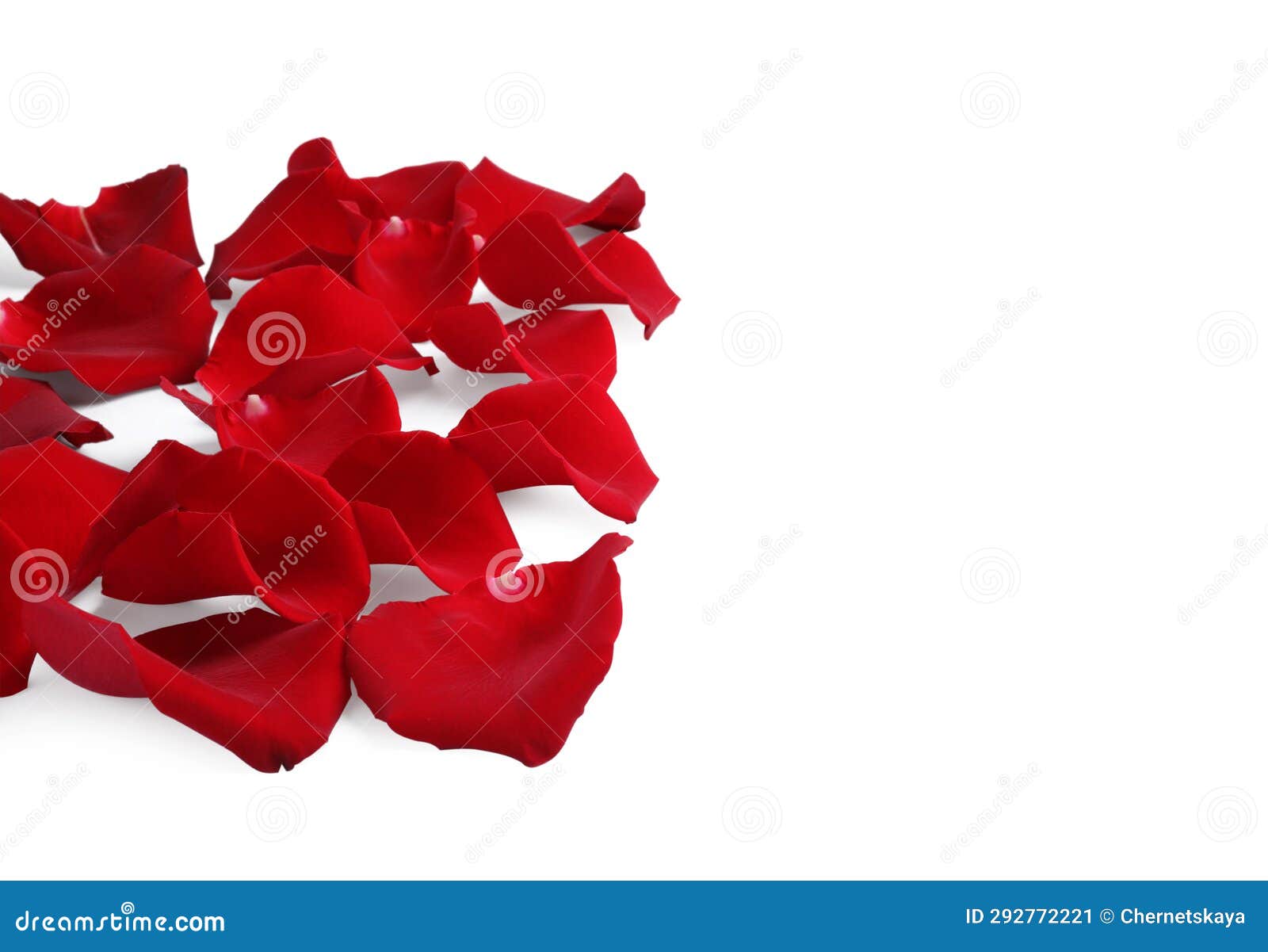 Beautiful Red Rose Petals on White Background Stock Image - Image of ...