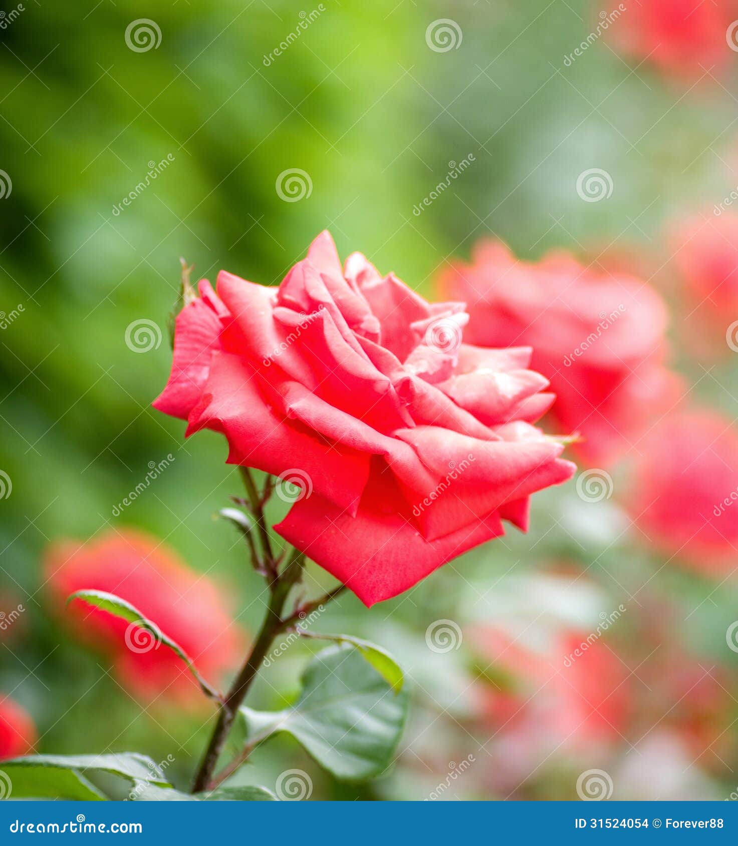 Beautiful red rose stock photo. Image of nature, flora - 31524054
