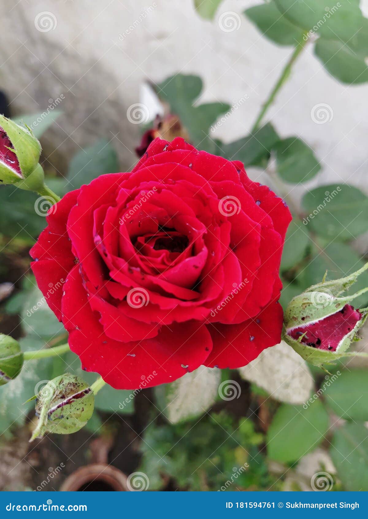 Beautiful Red Rose Photography Stock Image - Image of beautiful, rose ...