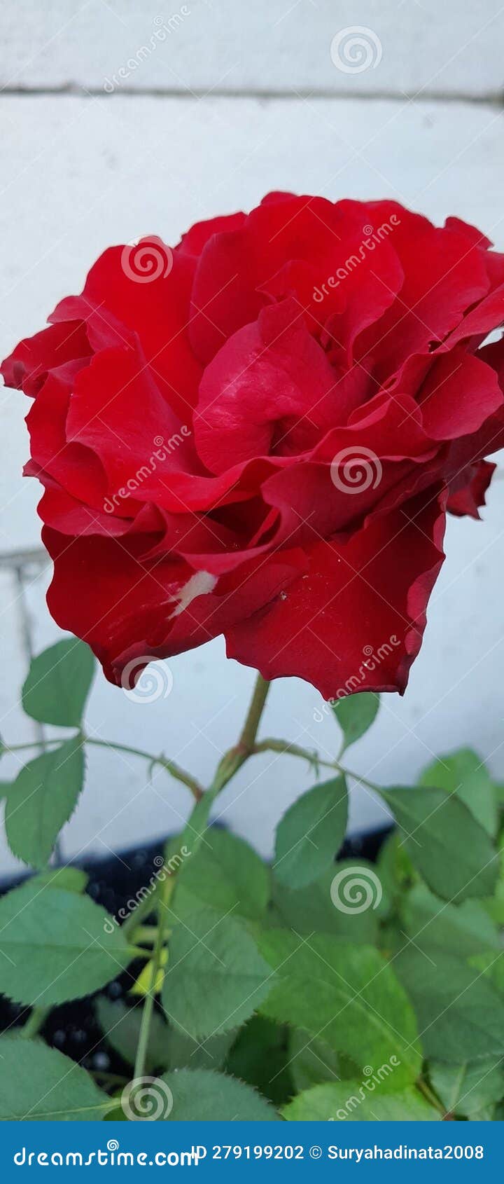 A Beautiful Red Rose Plant on Pot Stock Photo - Image of rose ...