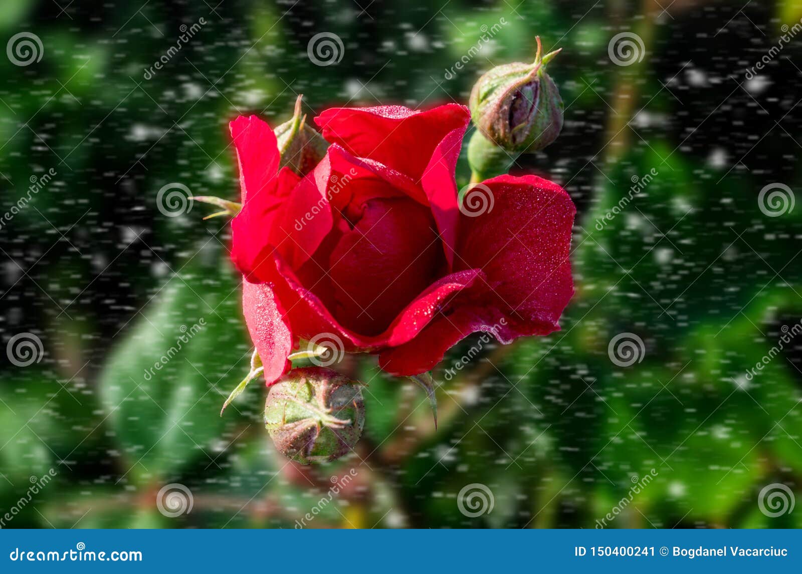 Book Cover, Ilustration.a Beautiful Red Rose after the Rain, on a ...
