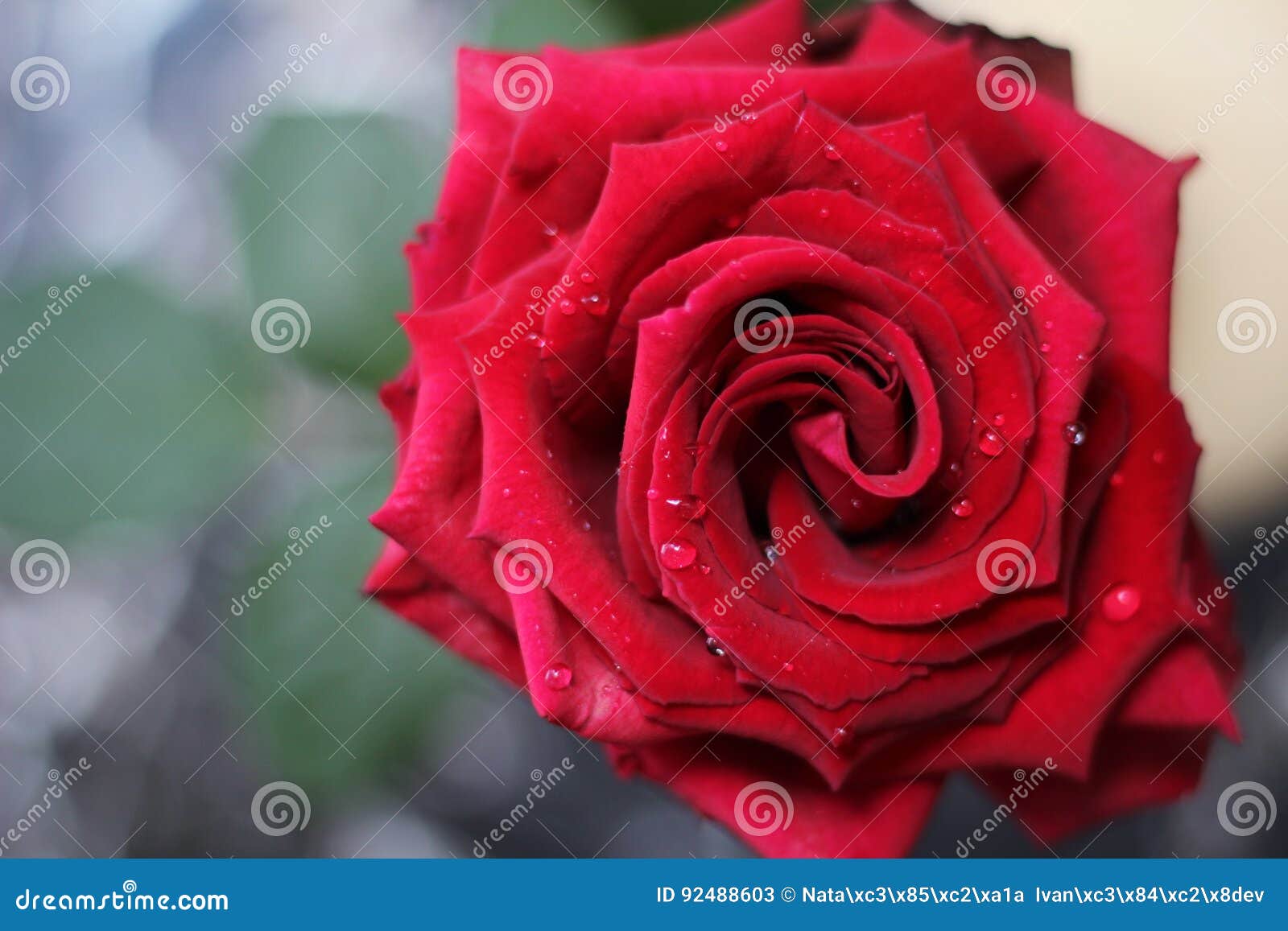 Beautiful Red Rose with Rain Drops, from Above Stock Image - Image of ...