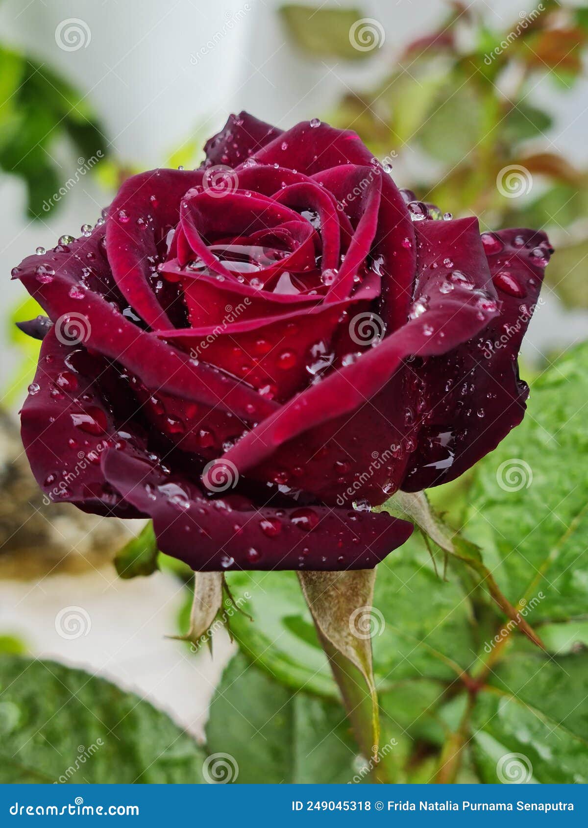 Beautiful Wet Red Rose stock photo. Image of waterdrop - 249045318