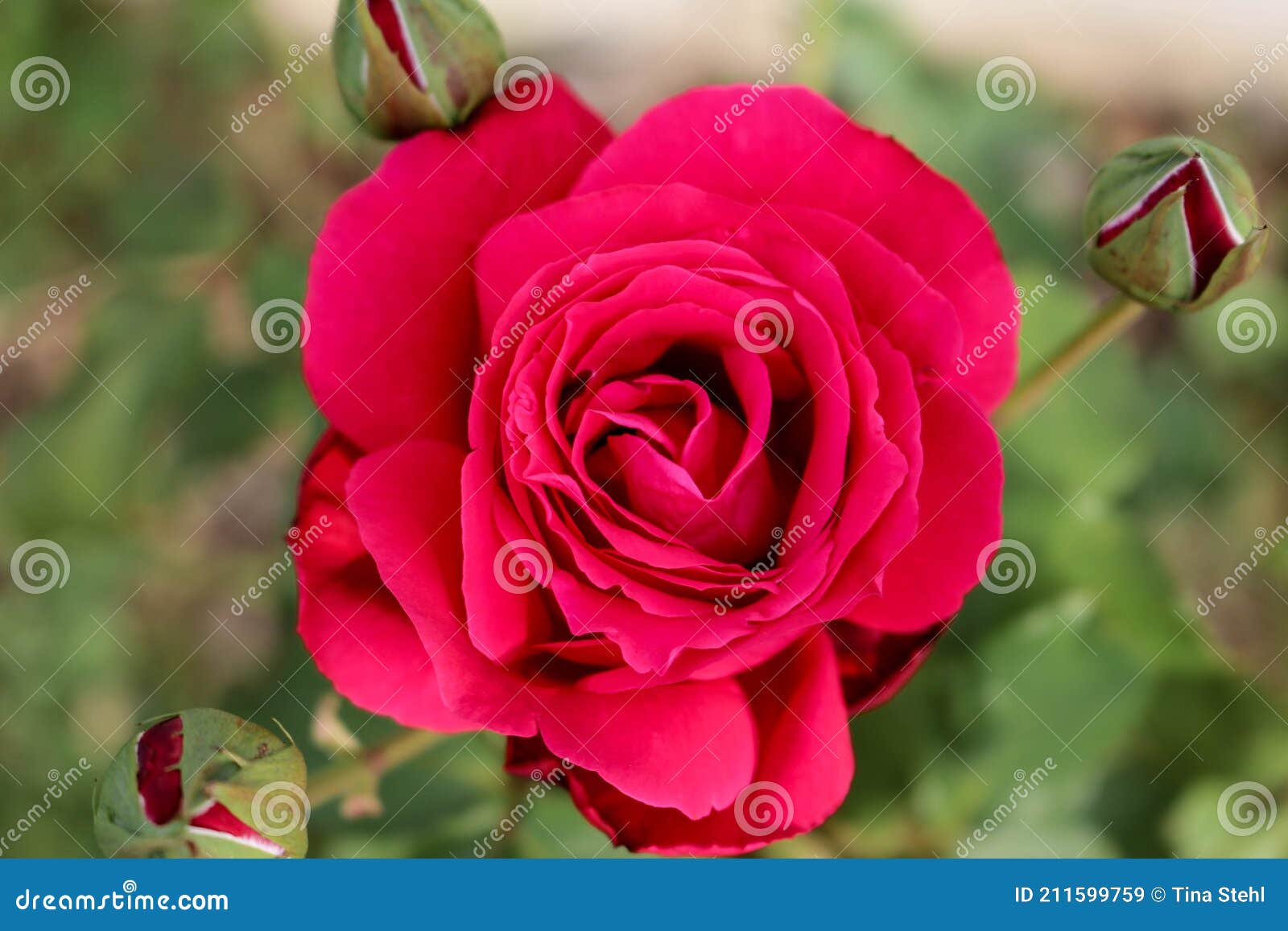 Beautiful Red Rose and Rosebud Close Up Stock Image - Image of macro ...