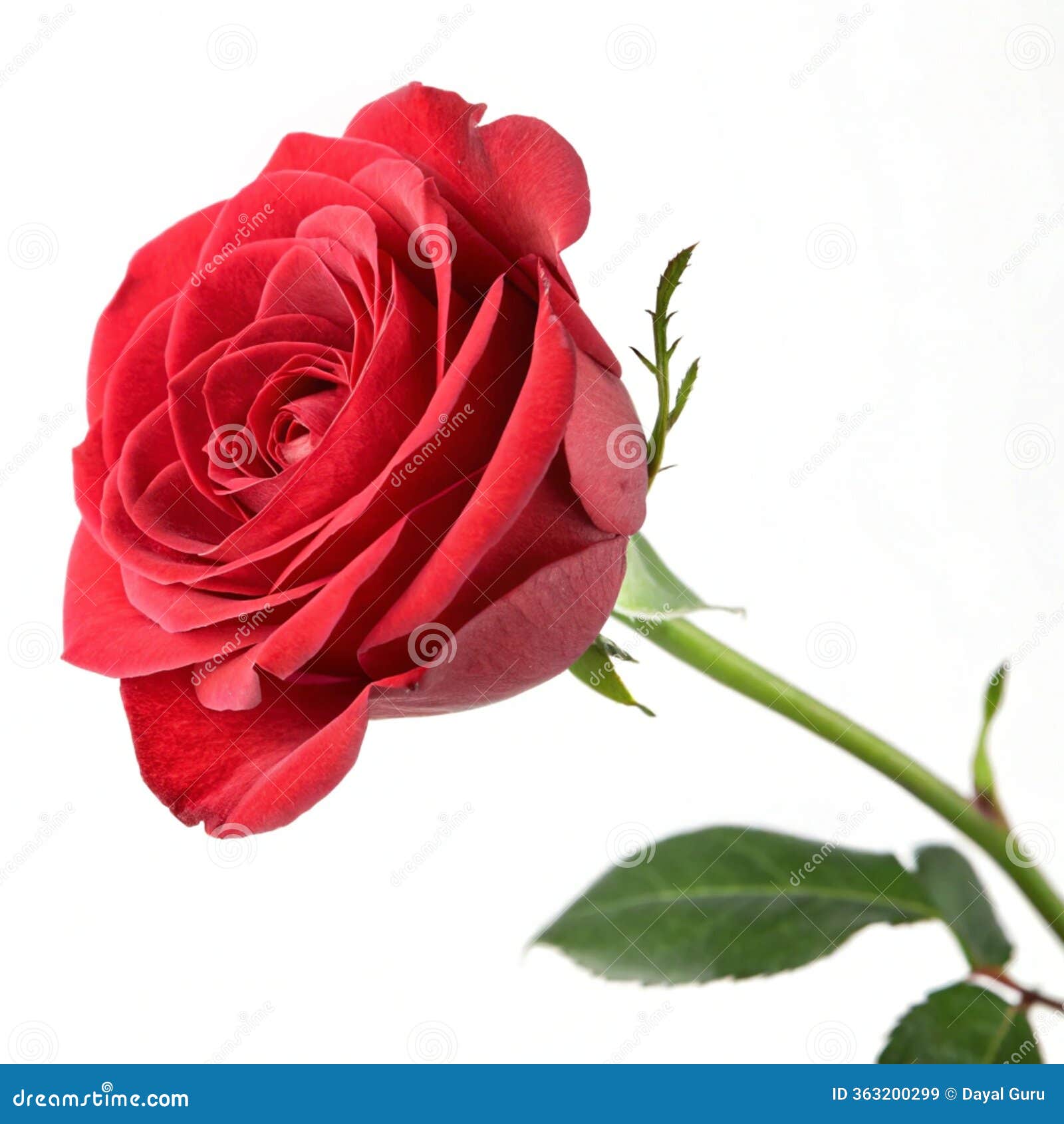 Beautiful Red Rose Side View Isolated on Transparent Background Stock ...