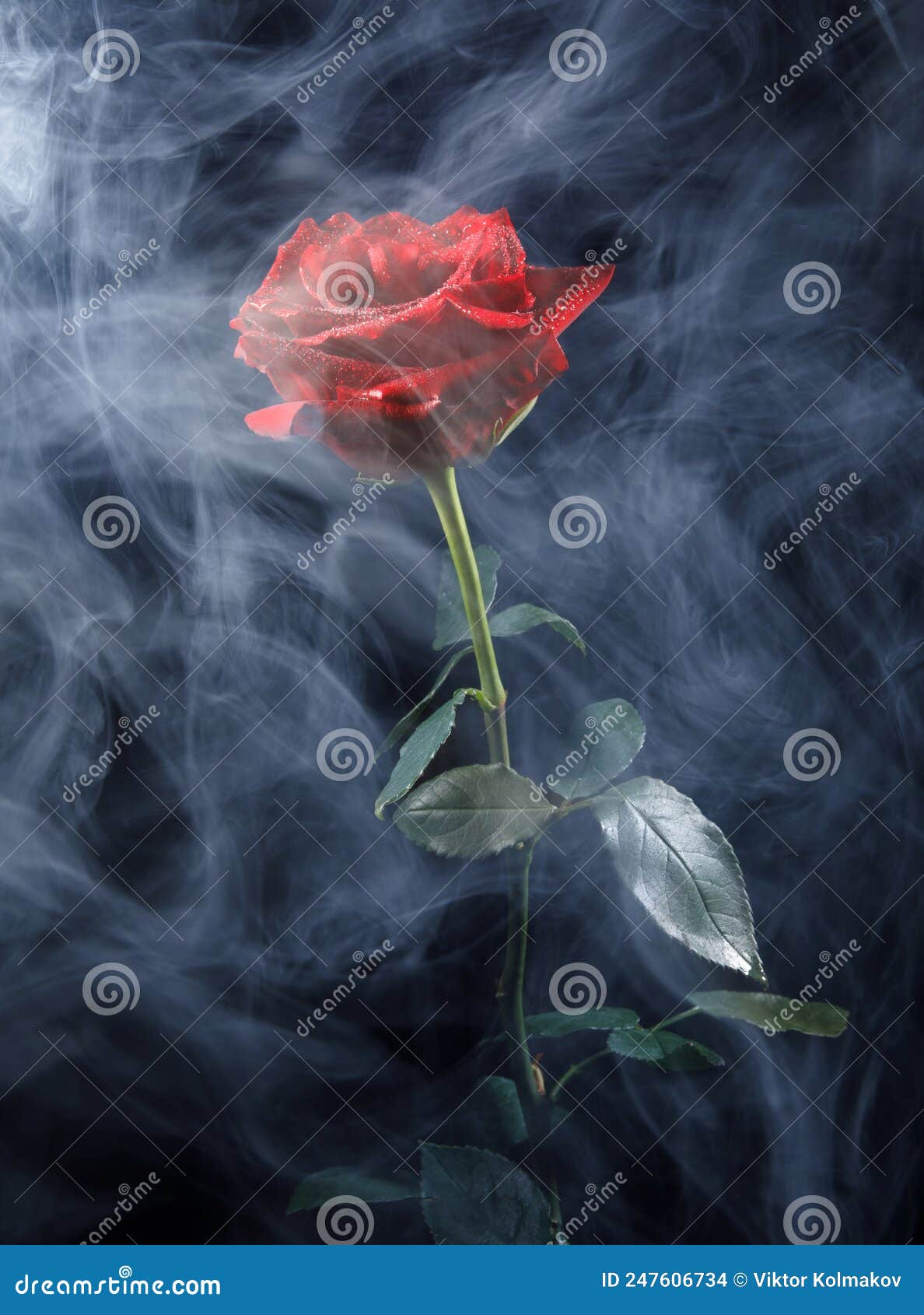 Beautiful Red Rose in Smoke on a Black Background Stock Photo - Image ...