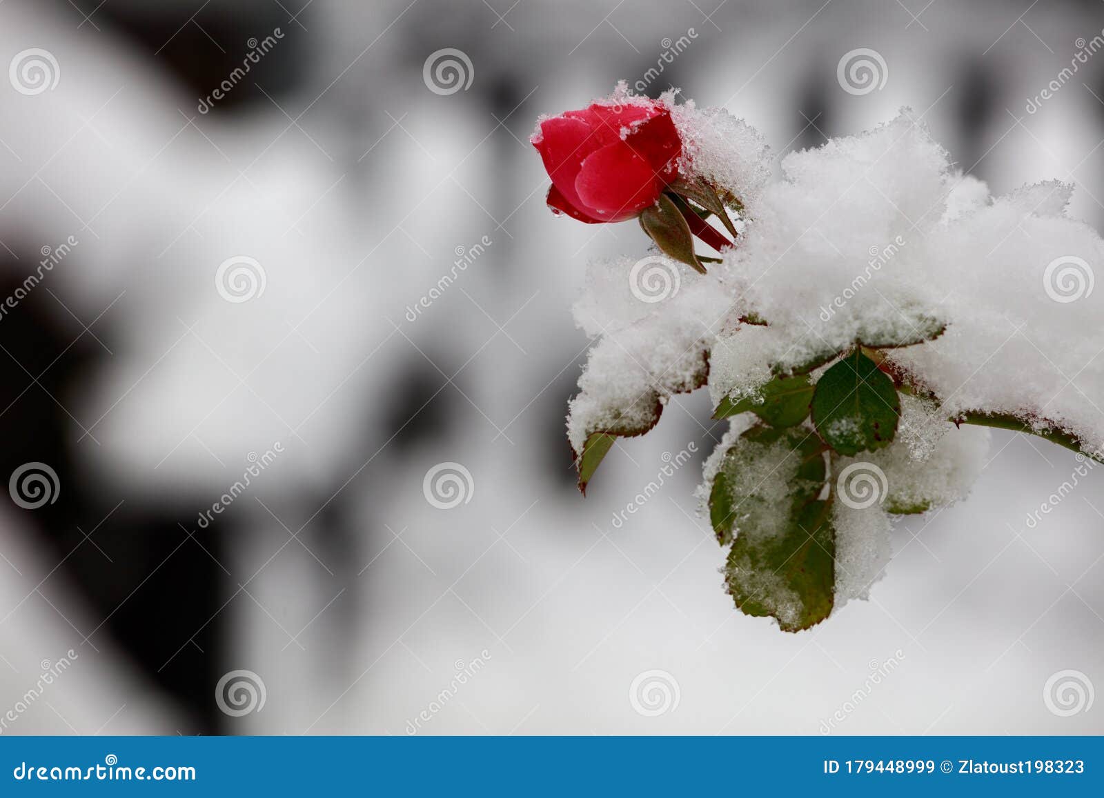 Beautiful Red Rose in the Snow Stock Image - Image of park, white ...