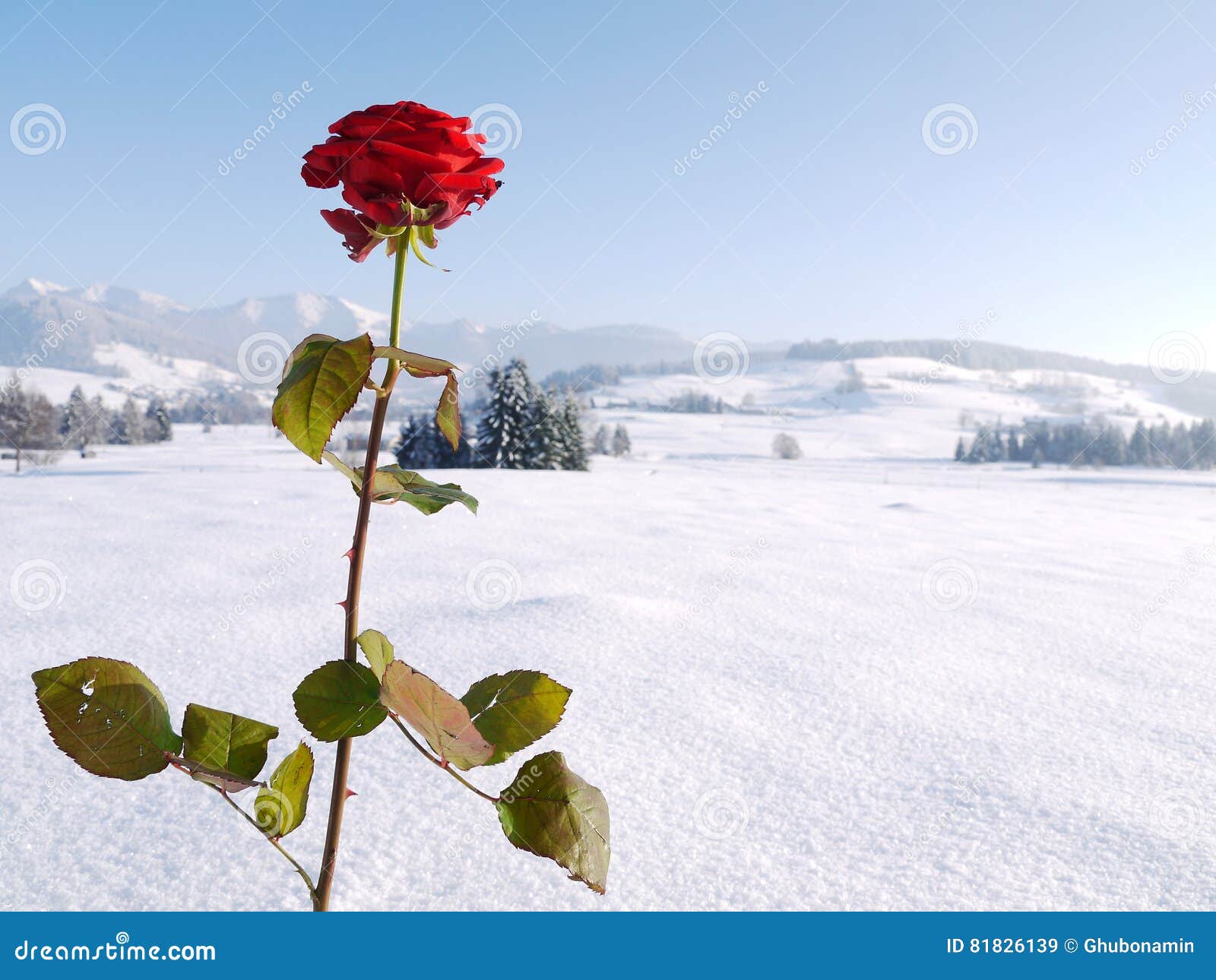 Beautiful Red Rose Snowy Landscape Stock Image - Image of mountain ...