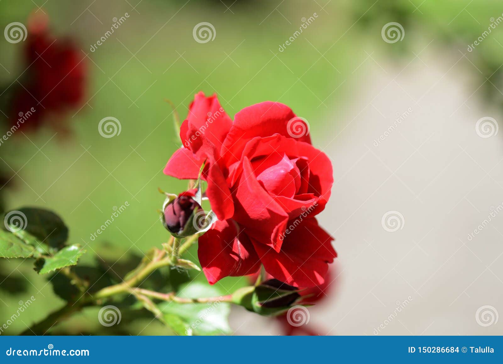 Beautiful Red Rose in the Summer Garden Stock Photo - Image of bunch ...