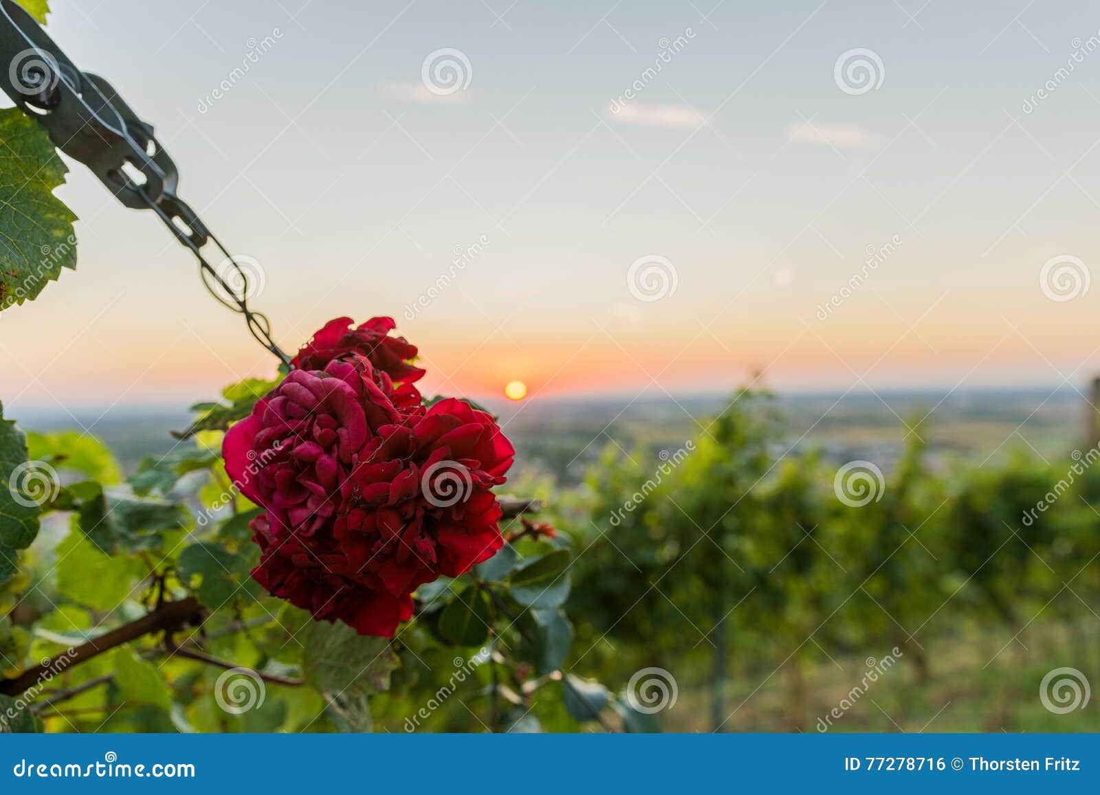 Beautiful Red Rose at Sunset Stock Photo - Image of indicator, warning ...