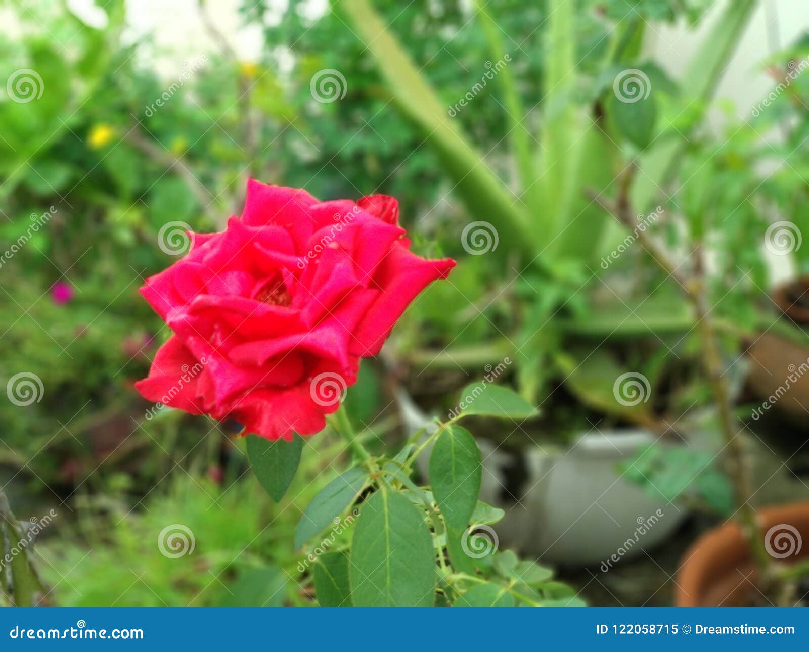 Beautiful red rose on tree stock image. Image of flower - 122058715