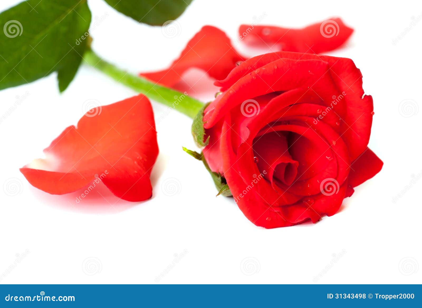Beautiful red rose. stock photo. Image of gift, celebration - 31343498