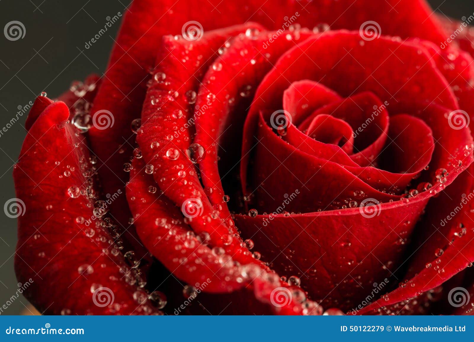 Beautiful Red Rose with Water Drop Stock Illustration - Illustration of ...