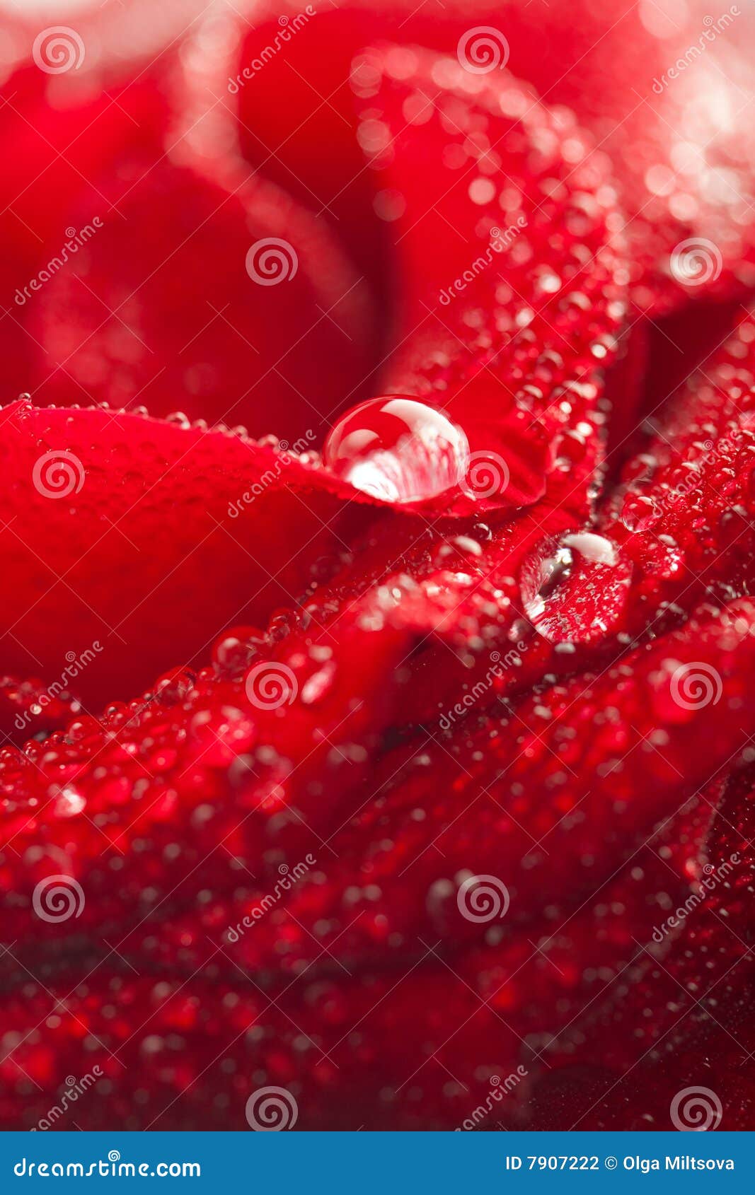 Beautiful Red Rose with Water Droplets Stock Photo - Image of clear ...