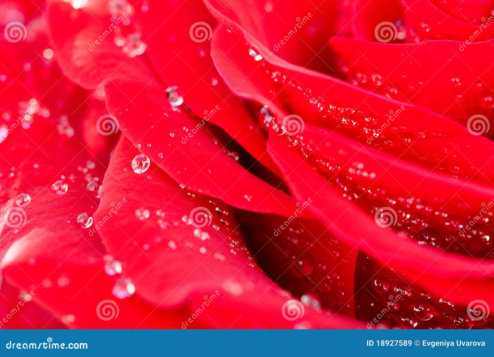 Beautiful Red Rose with Water Drops Stock Image - Image of freshness ...