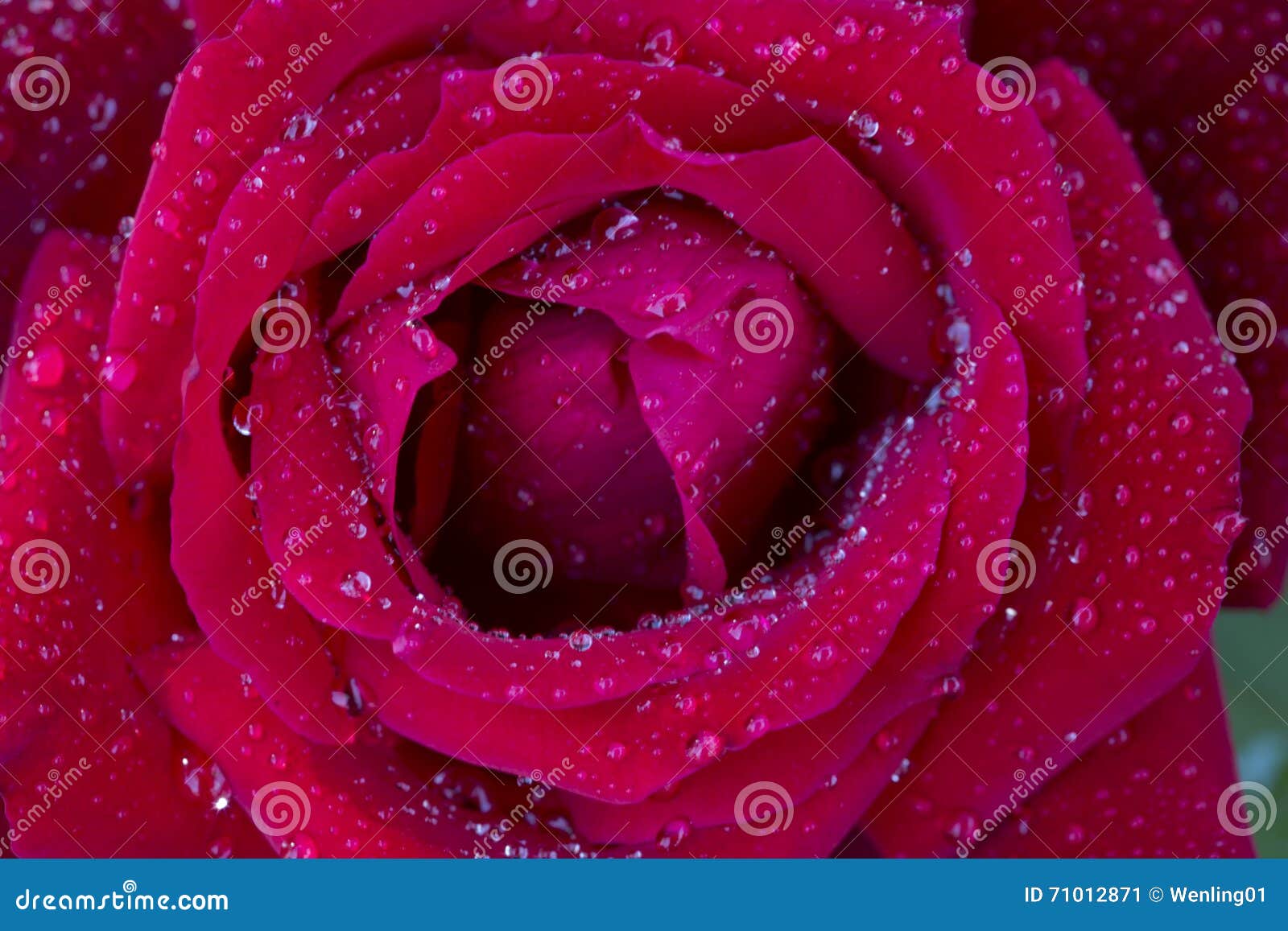 Beautiful Red Rose with Water Drops Stock Image - Image of rose, petal ...