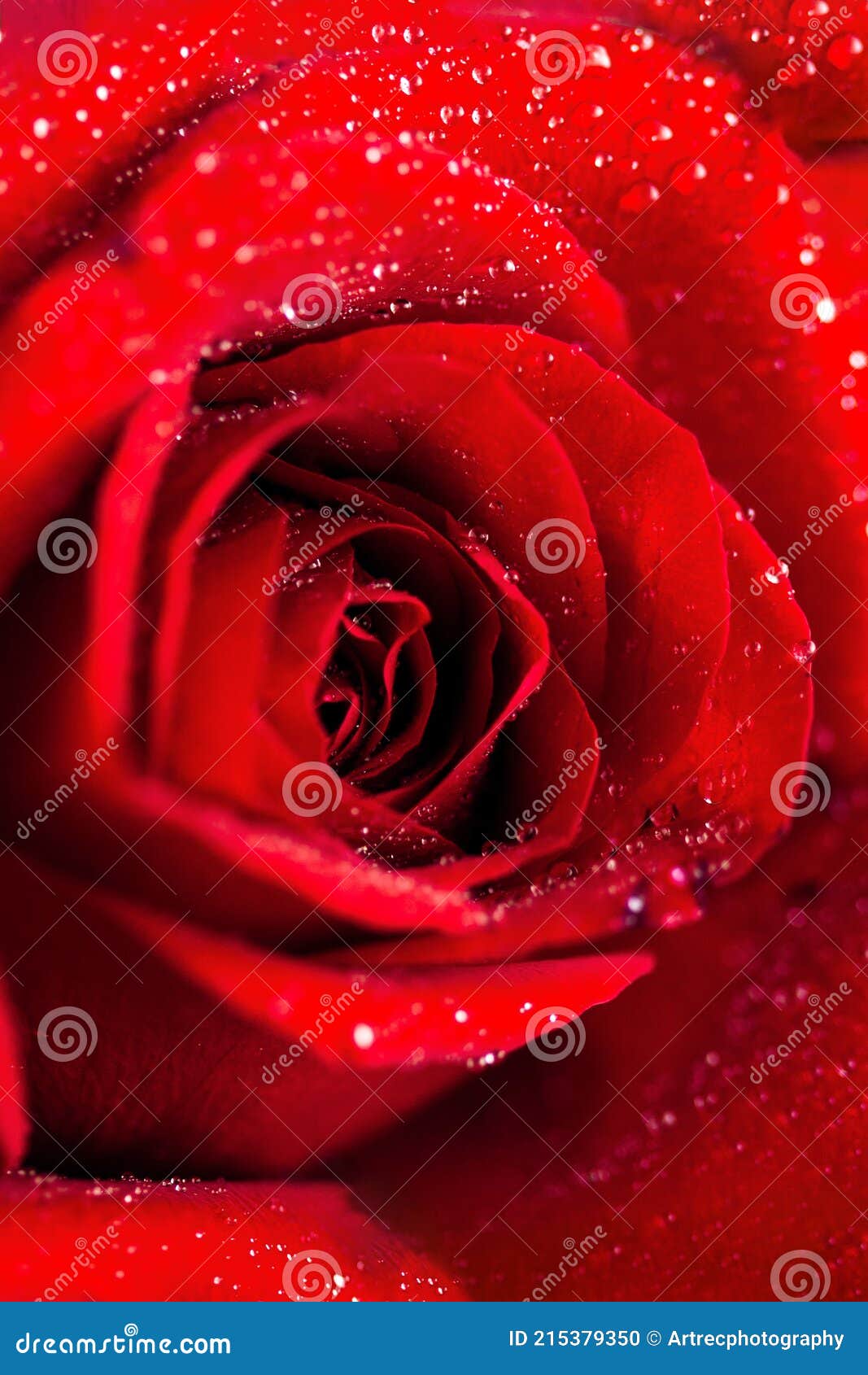 Beautiful Red Rose with Water Drops on Black Background Stock Photo ...