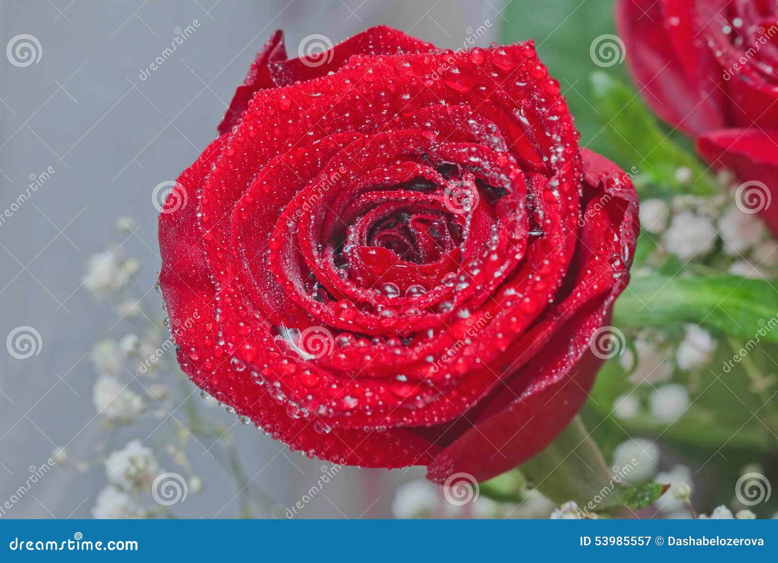 Beautiful Red Rose with Water Drops Stock Image - Image of beauty ...