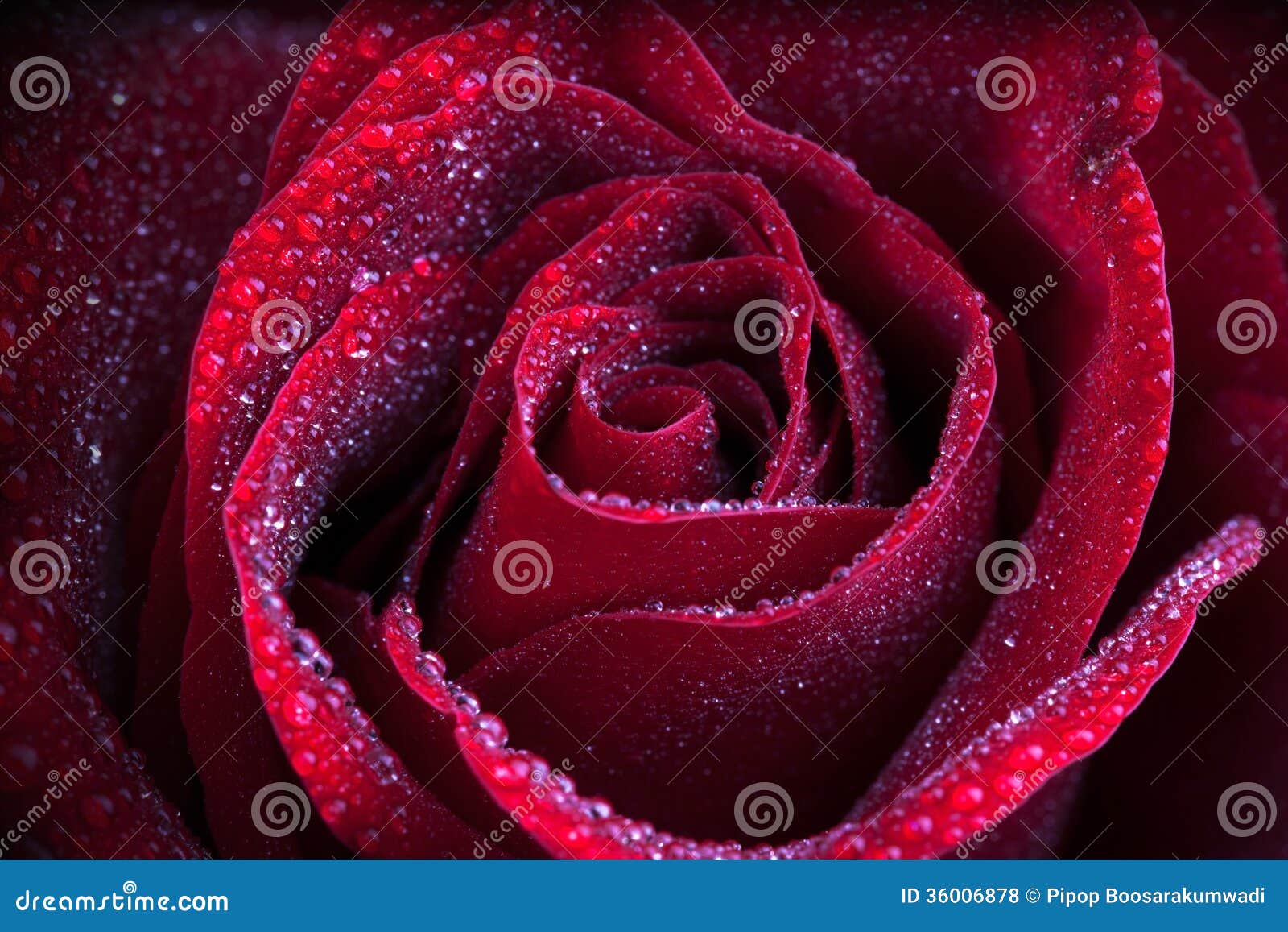 Beautiful Red Rose with Water Drops. Stock Photo - Image of closedup ...