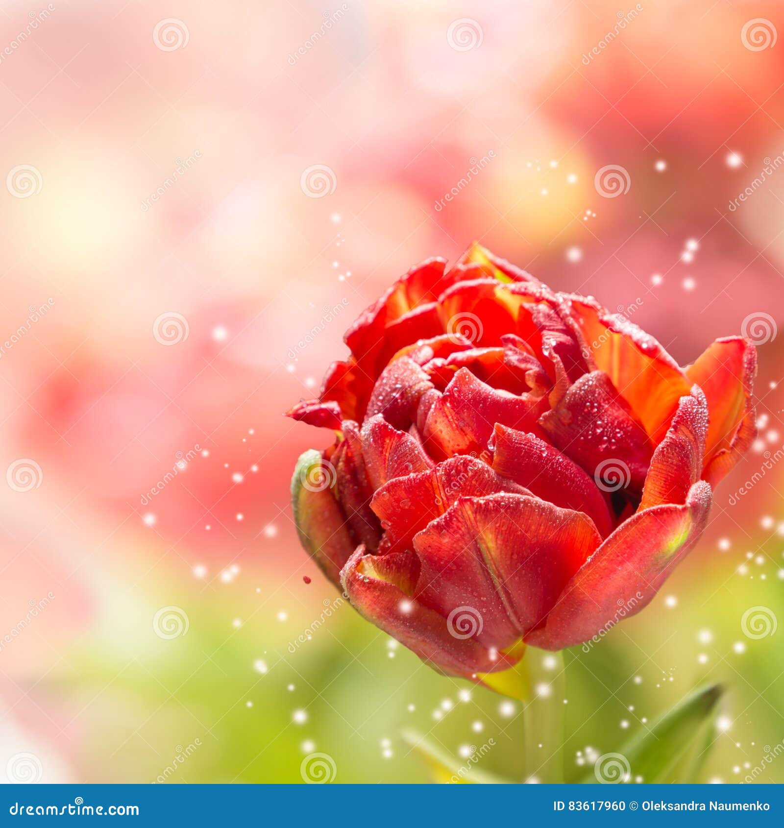 Beautiful Red Rose with Water Drops Stock Photo - Image of rosa, flower ...