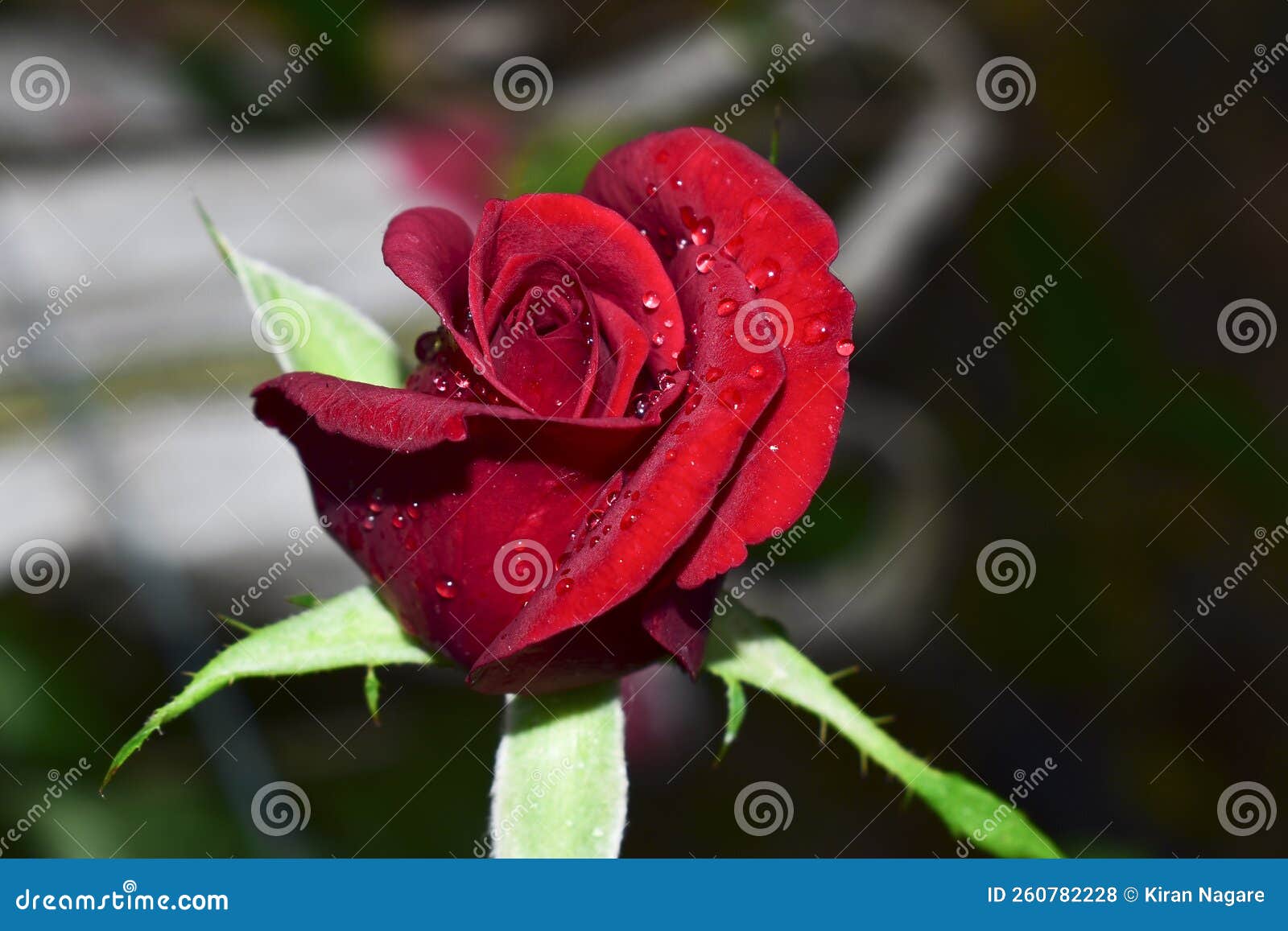 A Beautiful Red Rose Water Drops Stock Photo - Image of rose, valentine ...