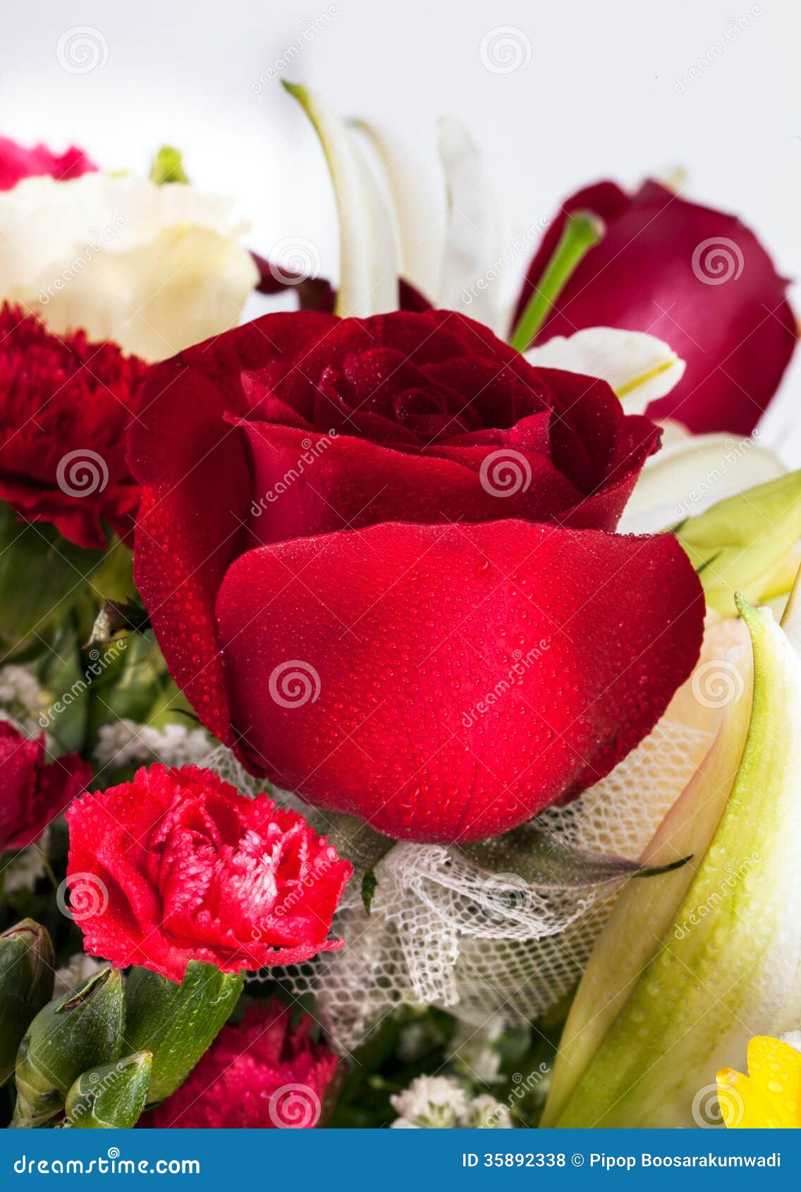 Beautiful Red Rose with Water Drops. Stock Photo - Image of foliage ...