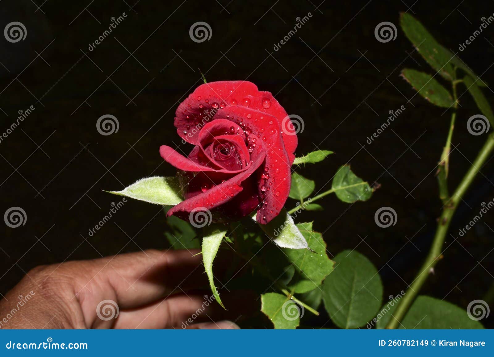 A Beautiful Red Rose Water Drops Stock Image - Image of green, floral ...