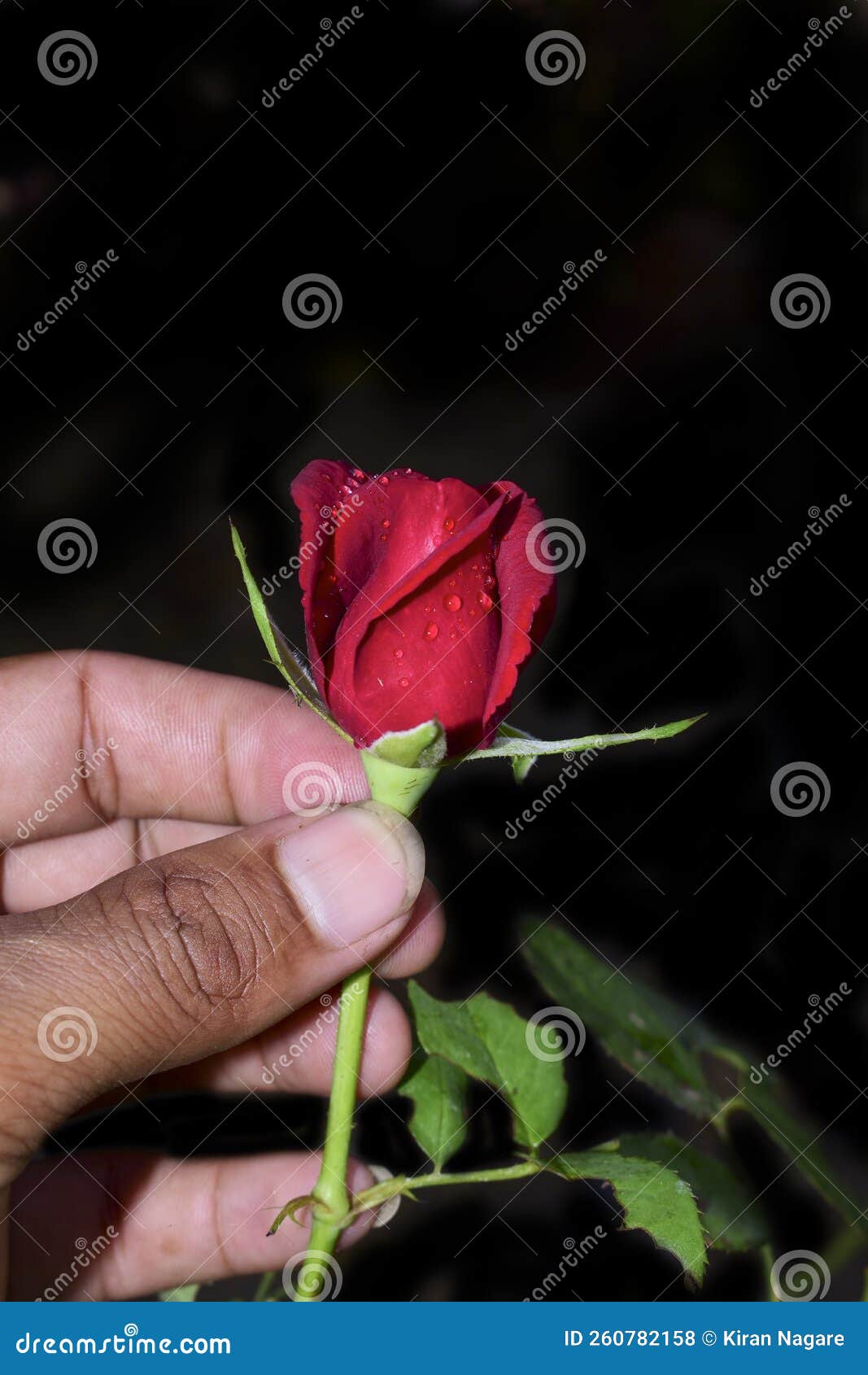 A Beautiful Red Rose Water Drops Stock Photo - Image of colorful ...