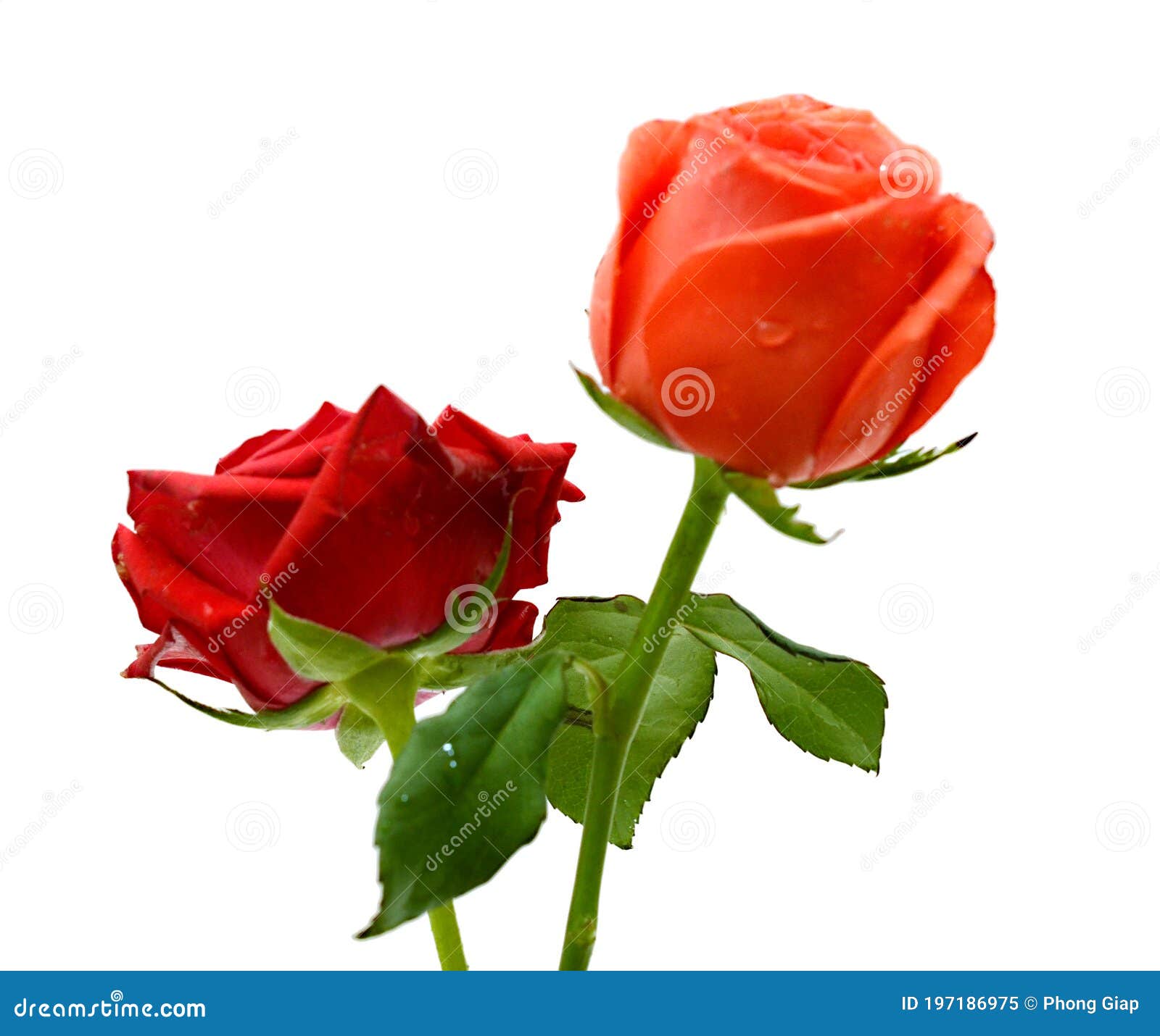 Beautiful Red Rose on White Background. Stock Image - Image of beauty ...