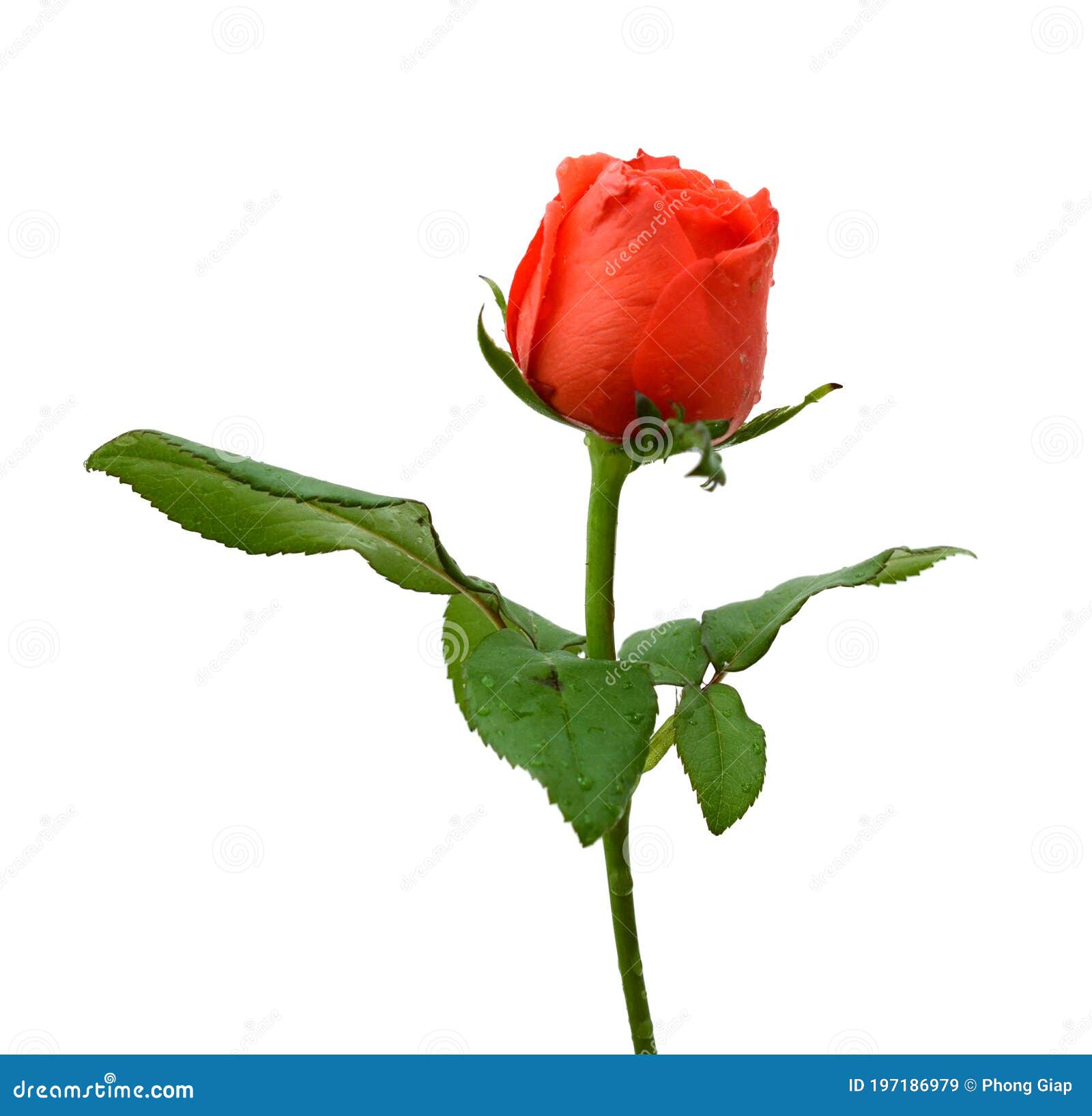 Beautiful Red Rose on White Background. Stock Image - Image of roses ...