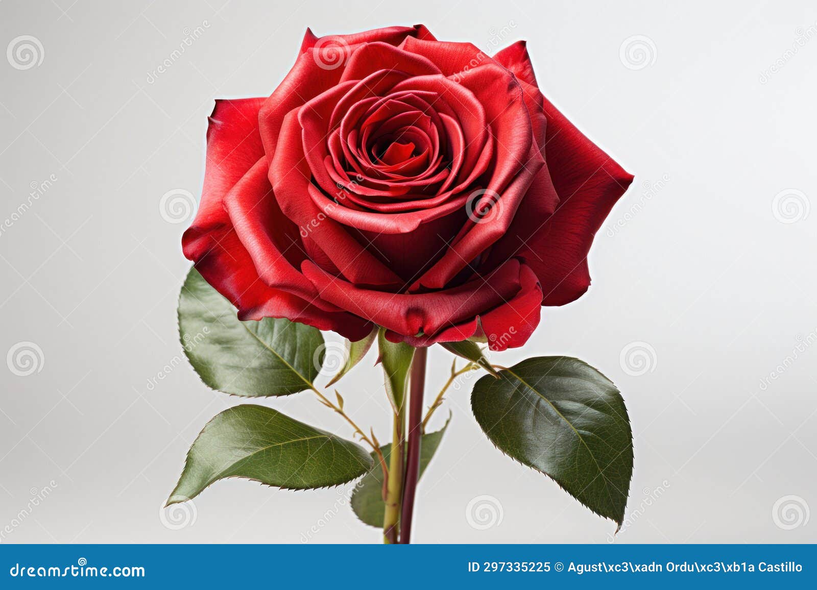Beautiful Red Rose on a White Background. Stock Image - Image of plant ...
