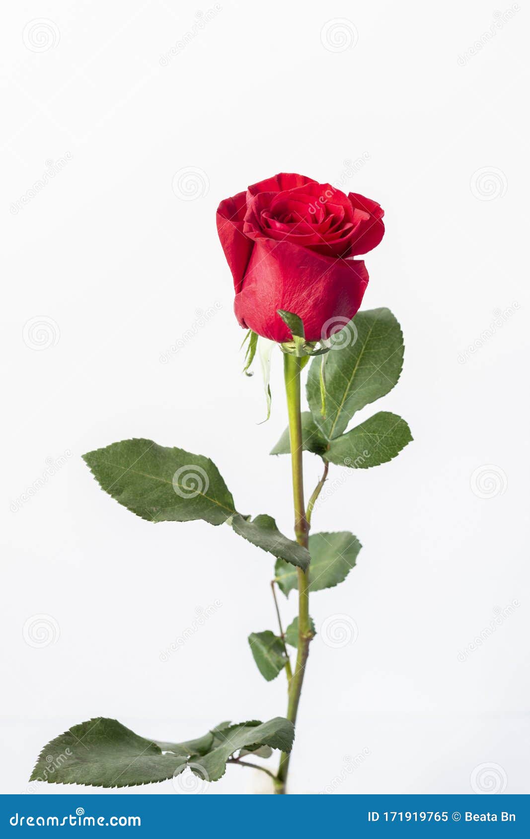 Red Rose on a White Background Stock Image - Image of close ...