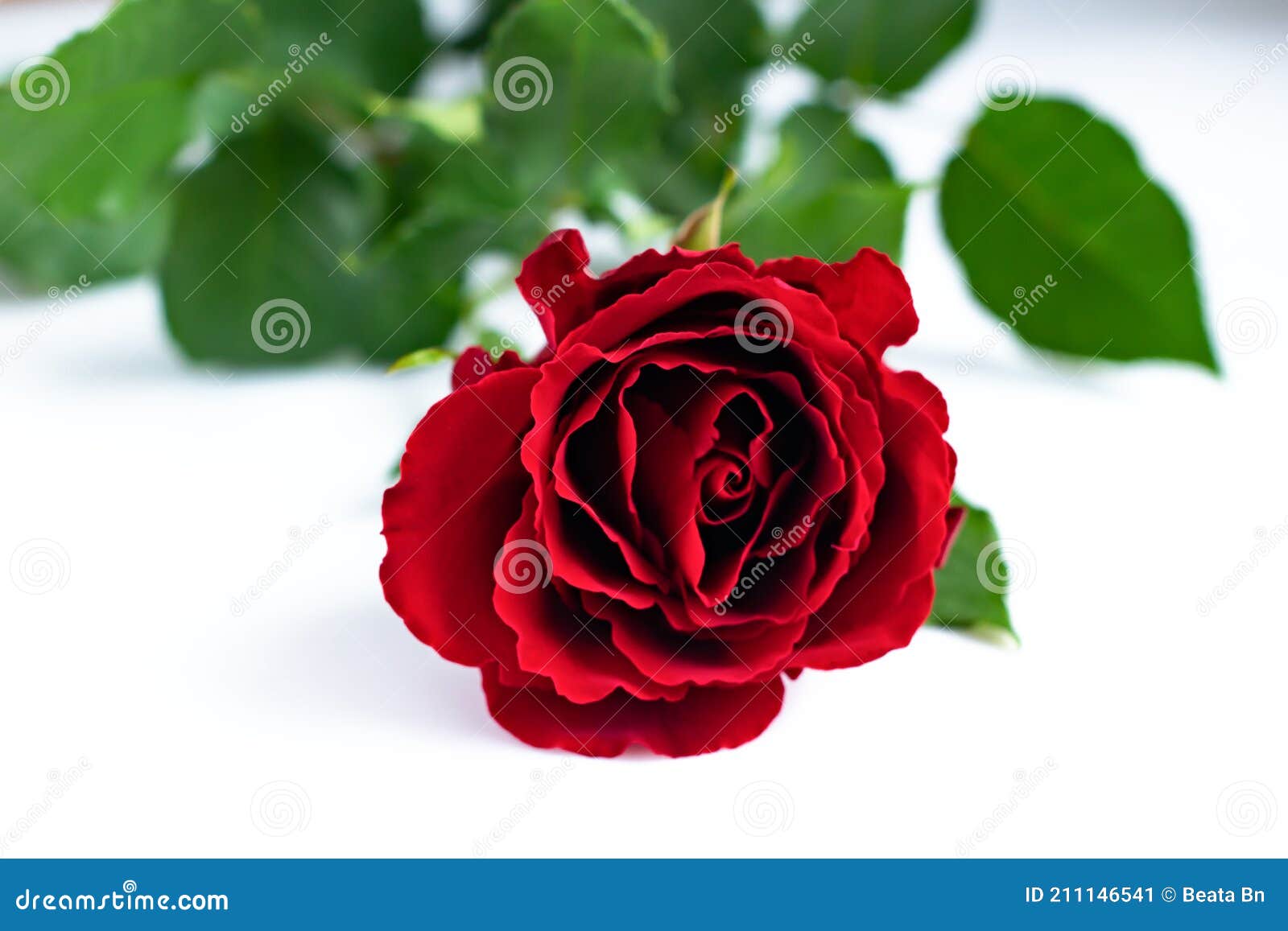 Beautiful Red Rose on a White Background Stock Image - Image of natural ...