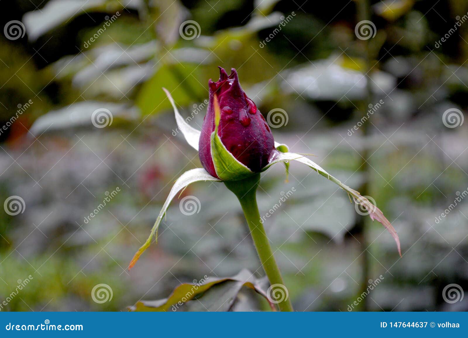Beautiful red rosebud stock image. Image of green, rain - 147644637