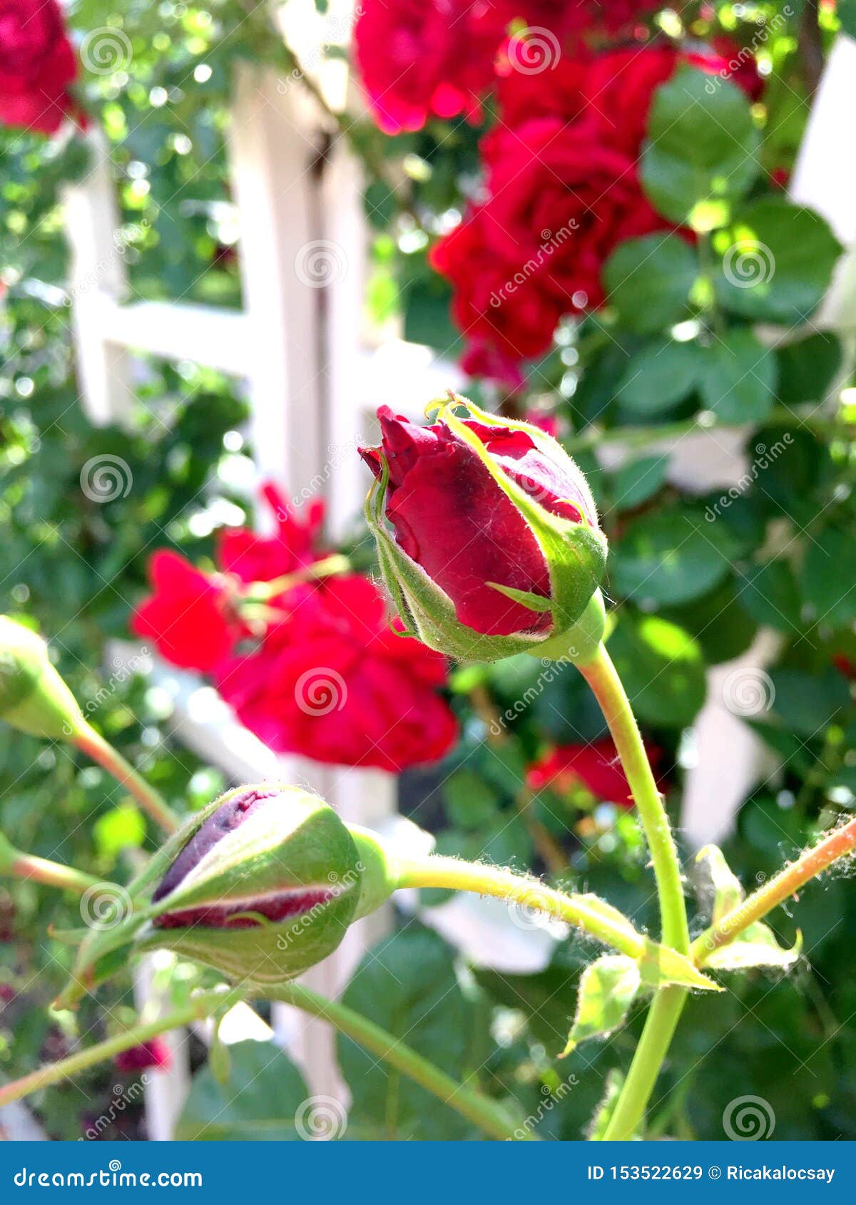 Red rosebuds stock image. Image of beauty, park, rosebud - 153522629