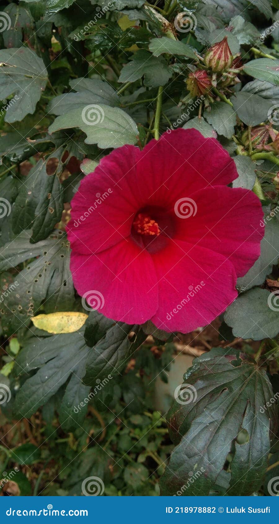 Beautiful Red Rosella Flower Stock Photo - Image of rosella, pink ...