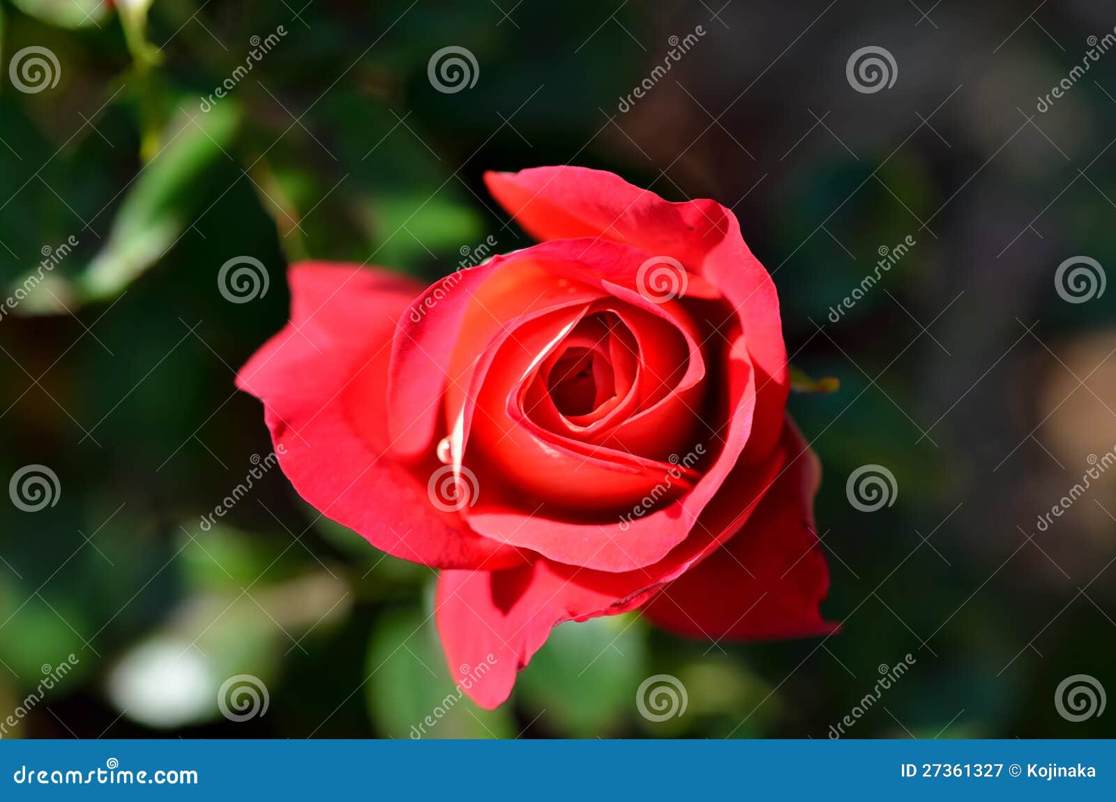 Beautiful red roses. stock image. Image of rose, petal - 27361327