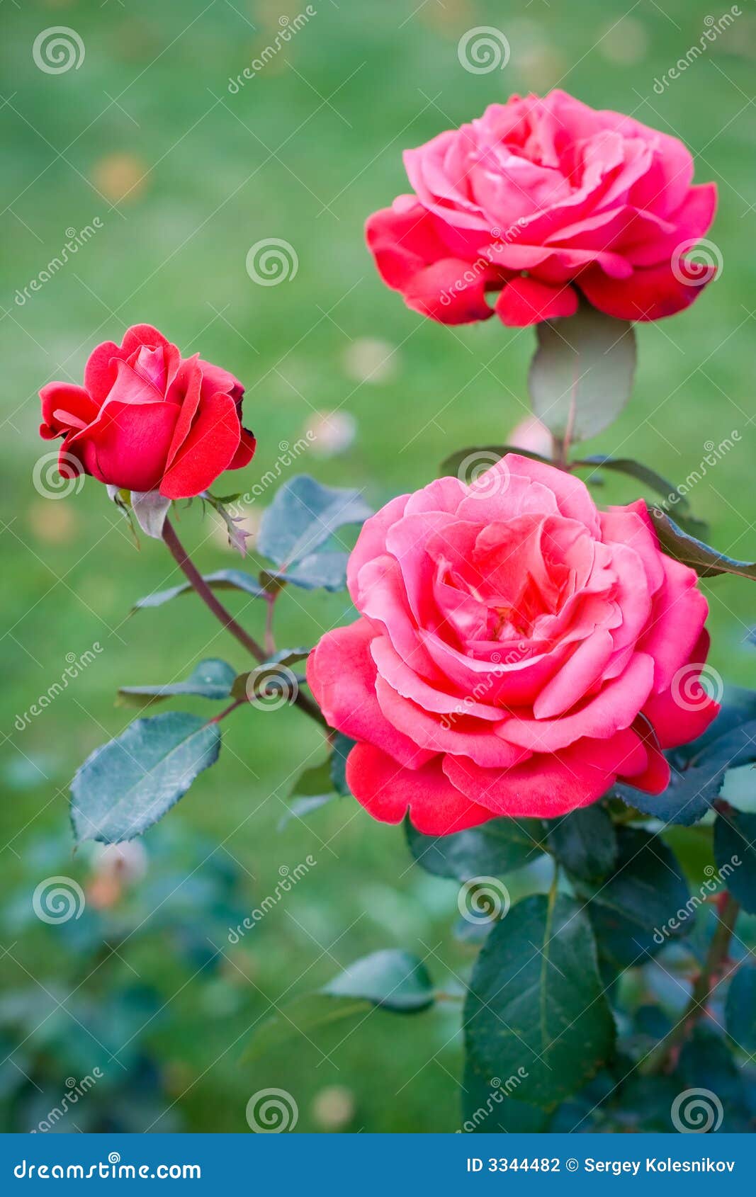 Beautiful red roses stock photo. Image of object, freshness - 3344482