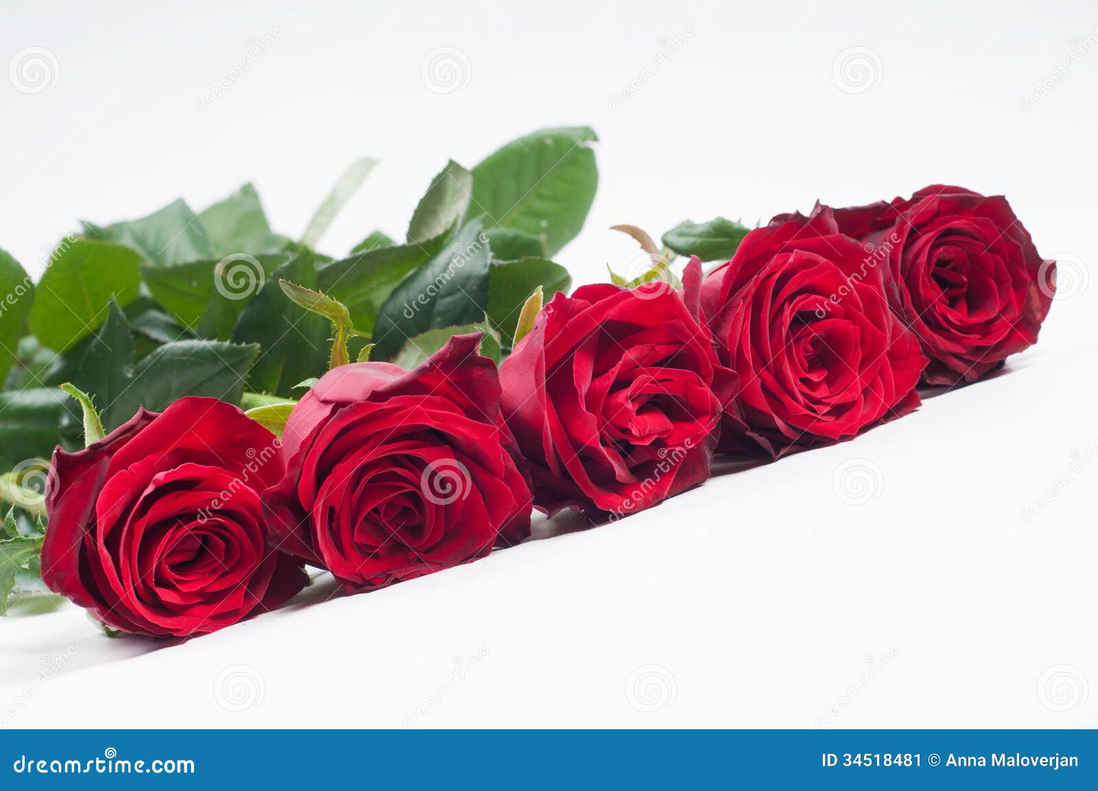 Beautiful Red Roses Arranged in a Row Stock Image - Image of flower ...