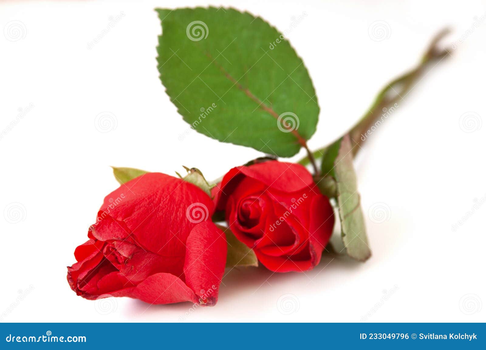 Beautiful Red Roses Bunch Isolated on White Background Stock Photo ...