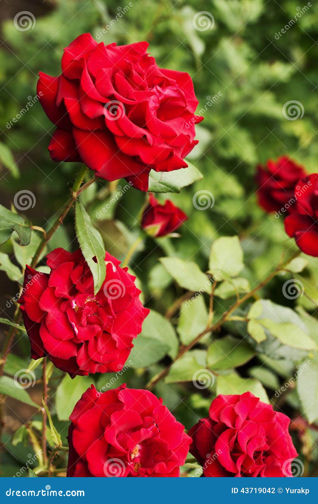 Beautiful Red Roses on the Bush Stock Photo - Image of petal, bush ...