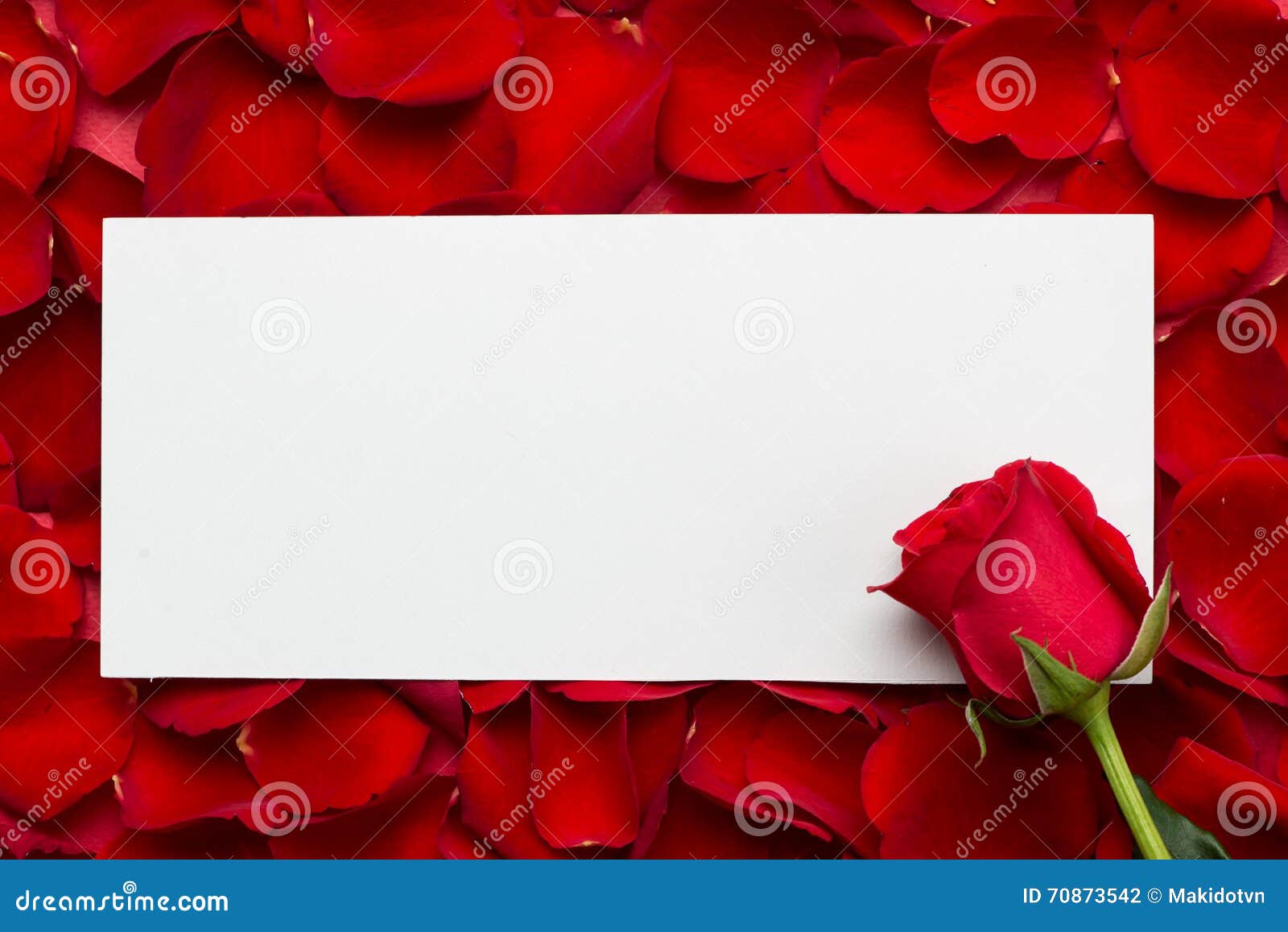 Beautiful Red Roses with Card Stock Photo - Image of festive, gift ...