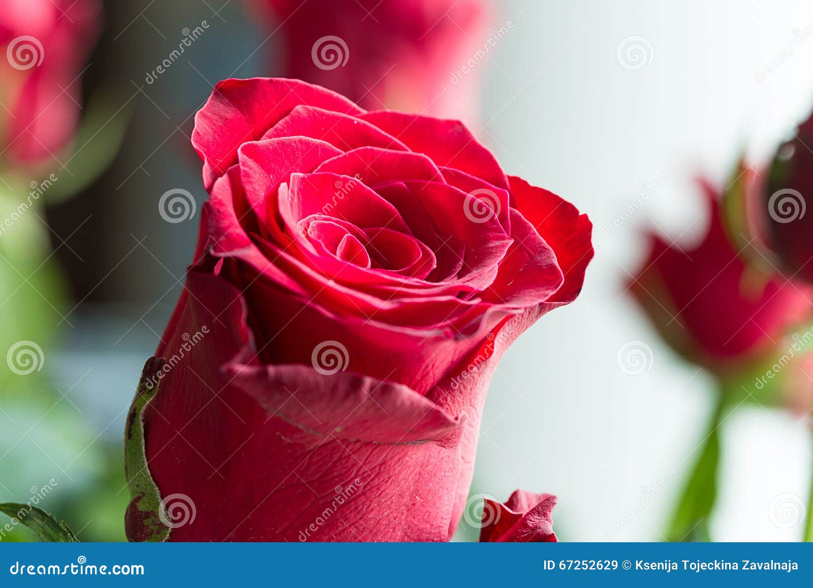 Beautiful Red Roses, Close-up, Horizontal Stock Image - Image of ...