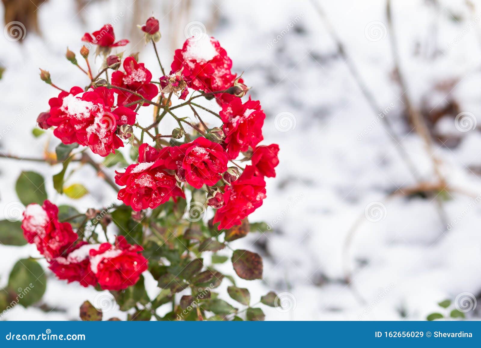 Beautiful Red Roses Covered First Snow Stock Image - Image of leaf ...